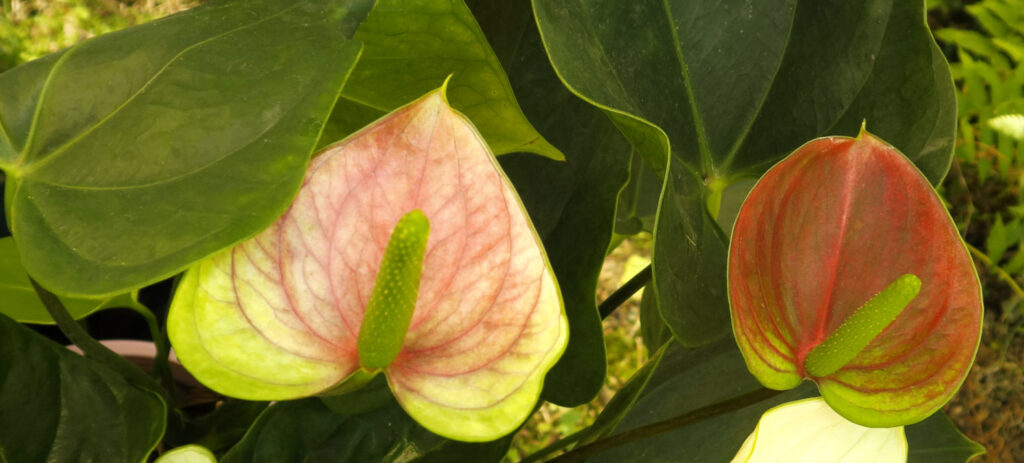 Araceae - Botany Brisbane