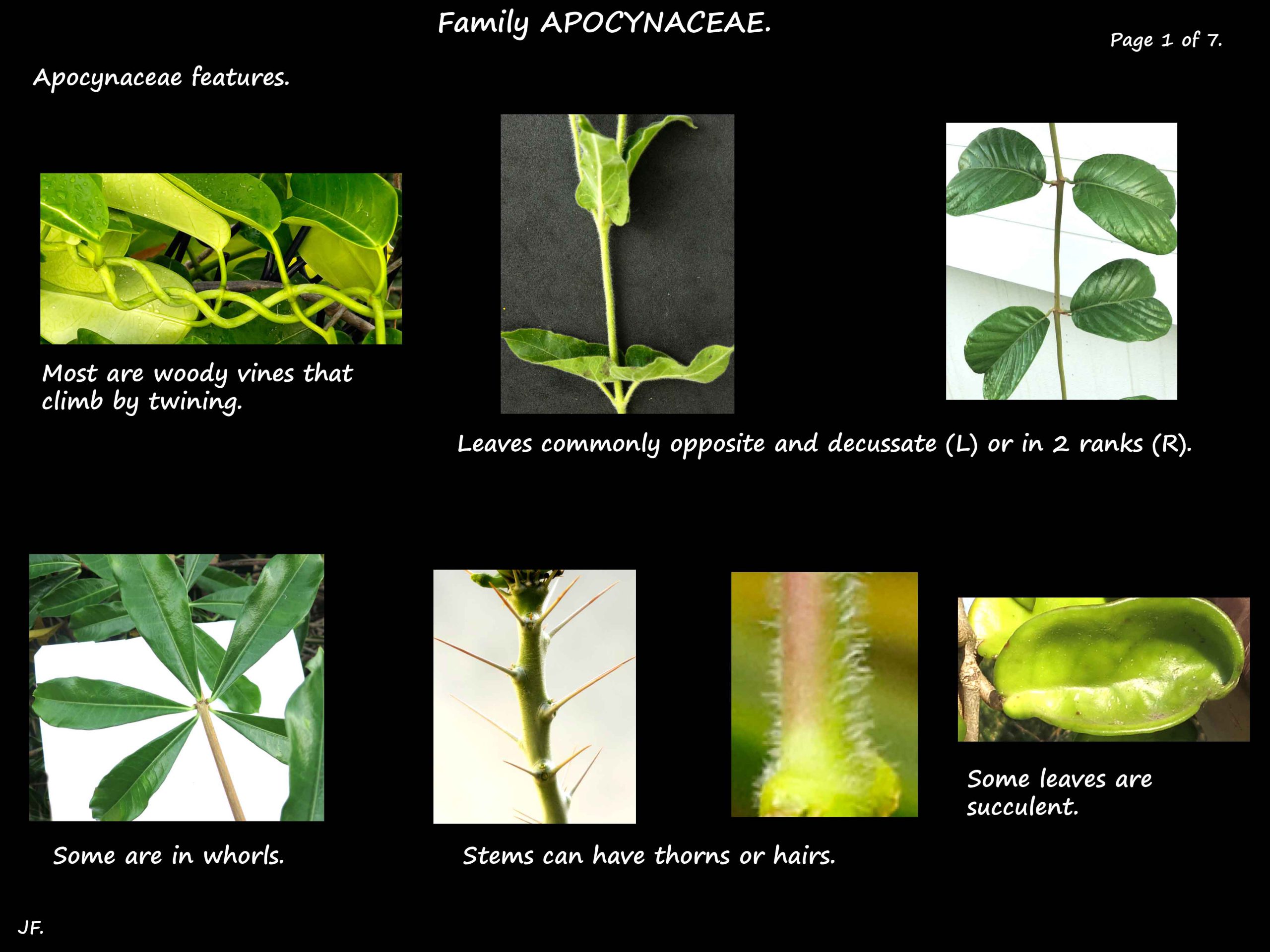 Apocynaceae - Botany Brisbane