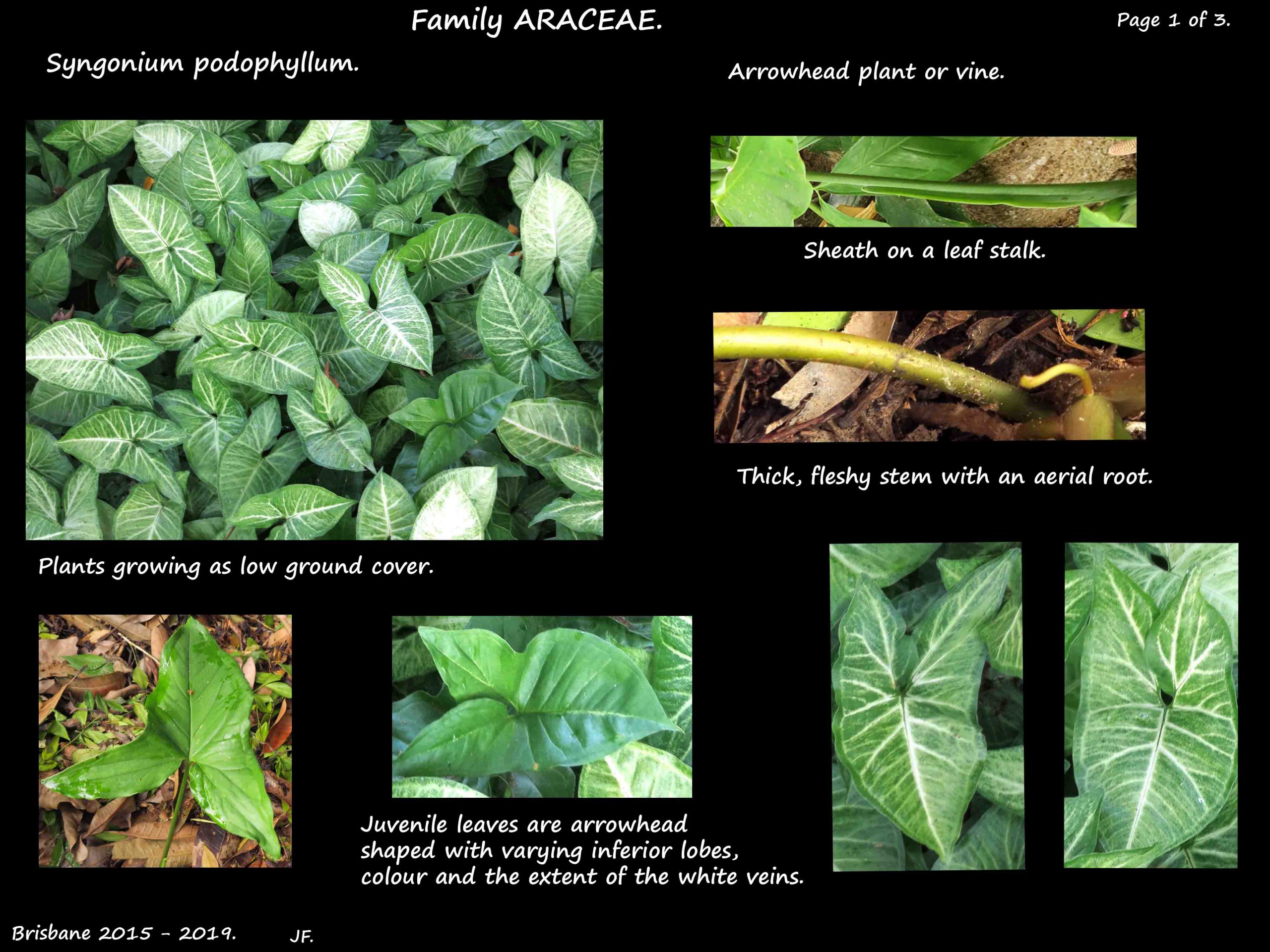 Syngonium podophyllum - Botany Brisbane