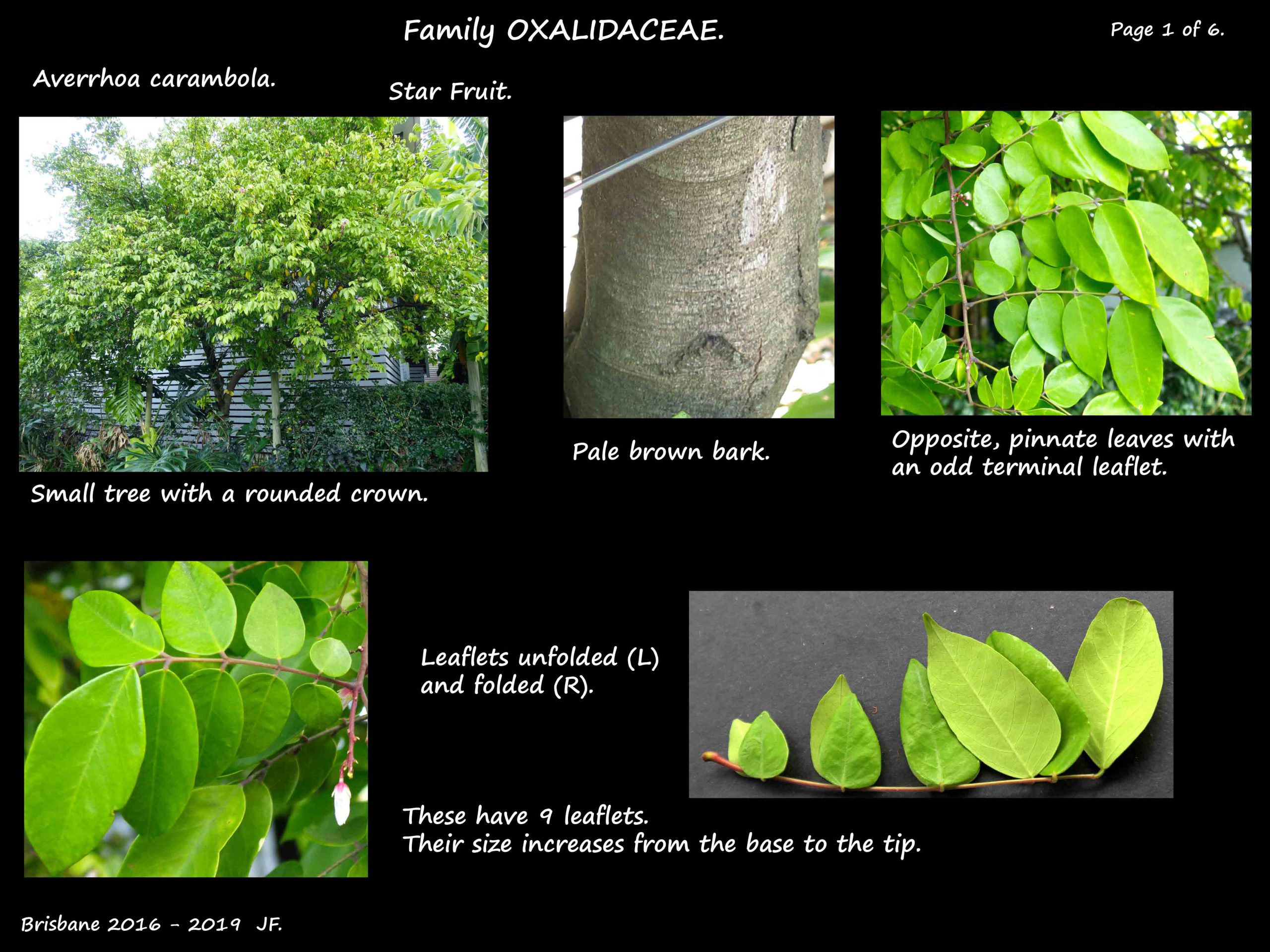Averrhoa carambola - Botany Brisbane
