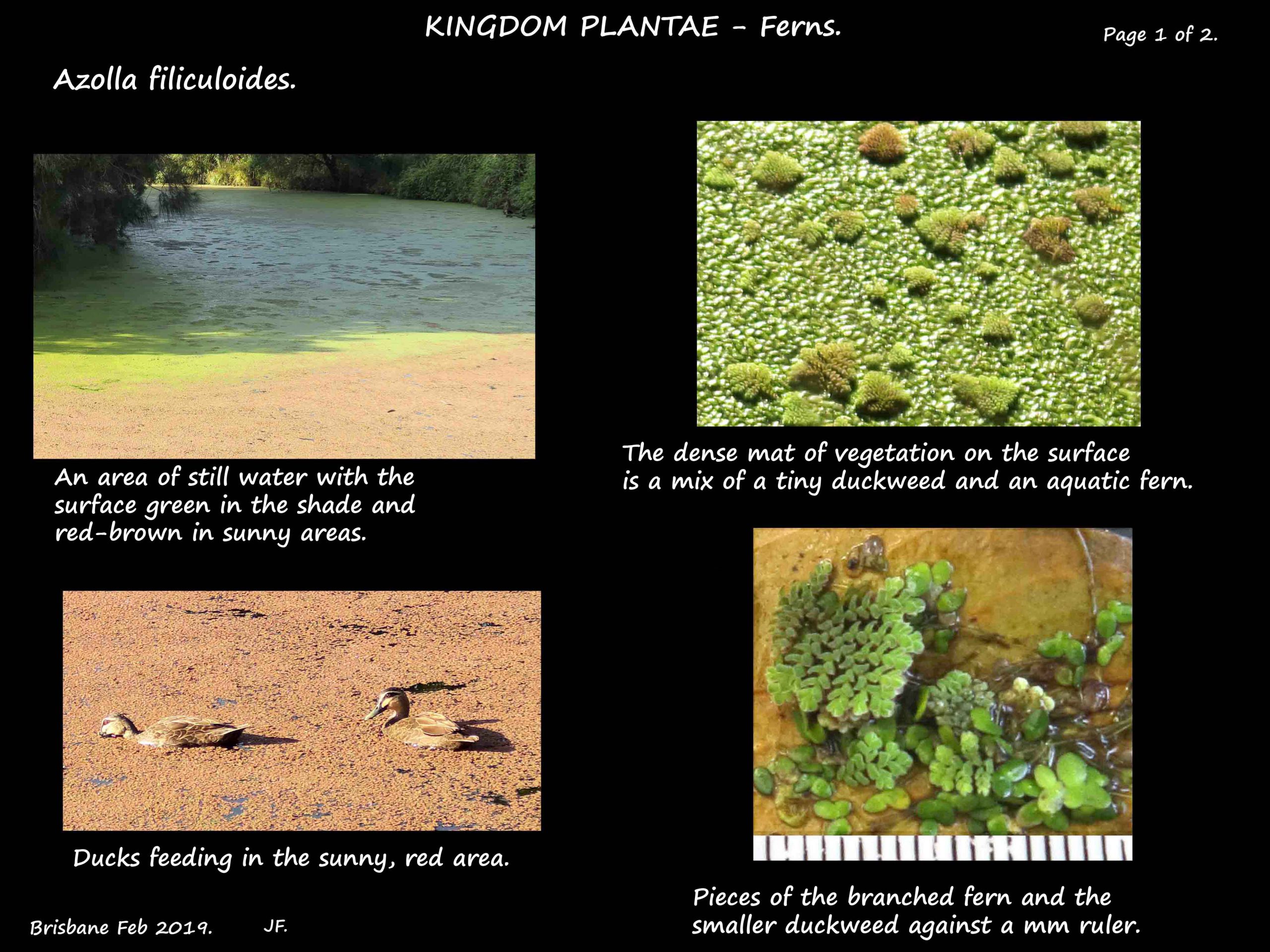 Azolla - Botany Brisbane