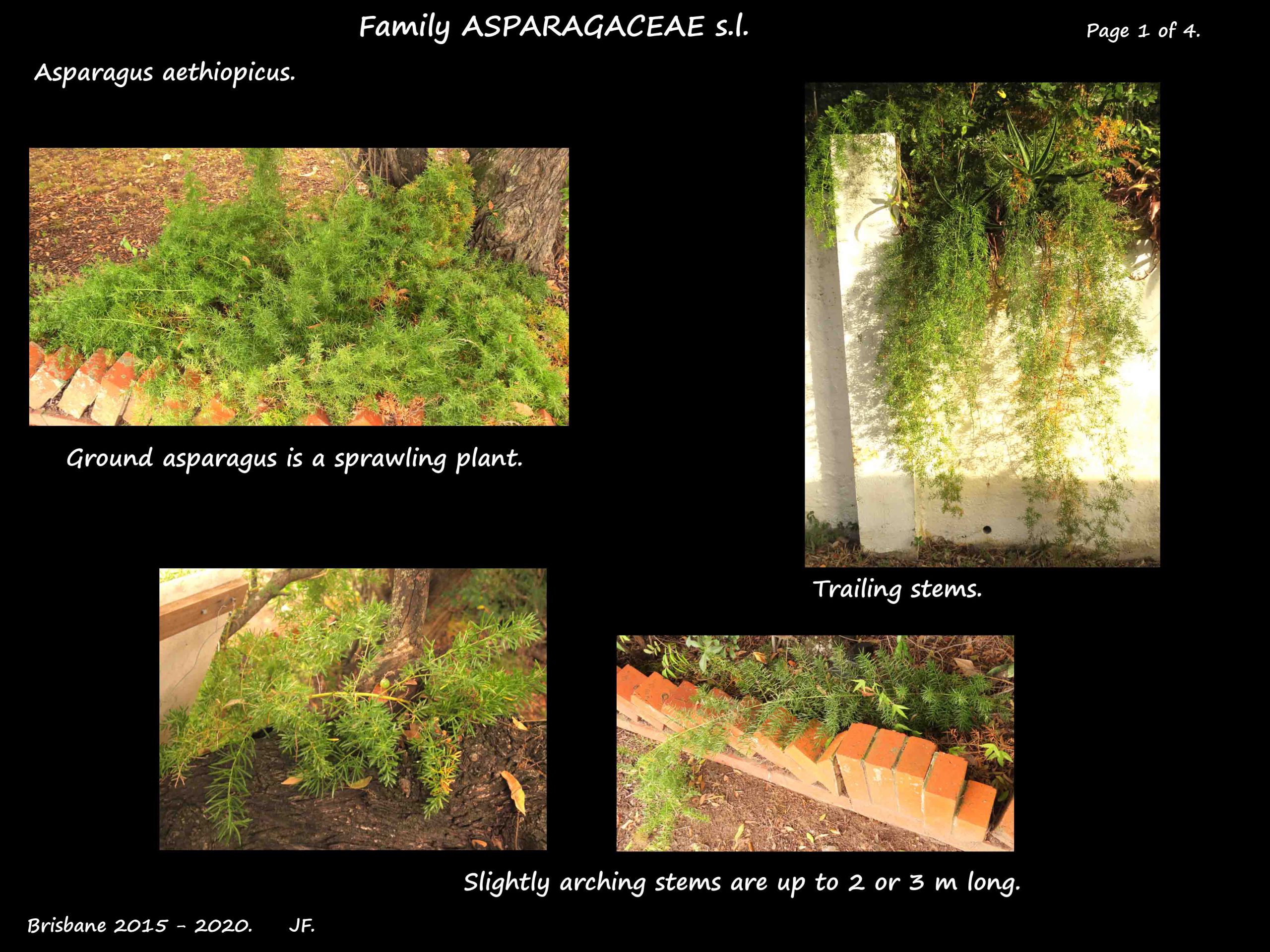 Asparagus aethiopicus - Botany Brisbane