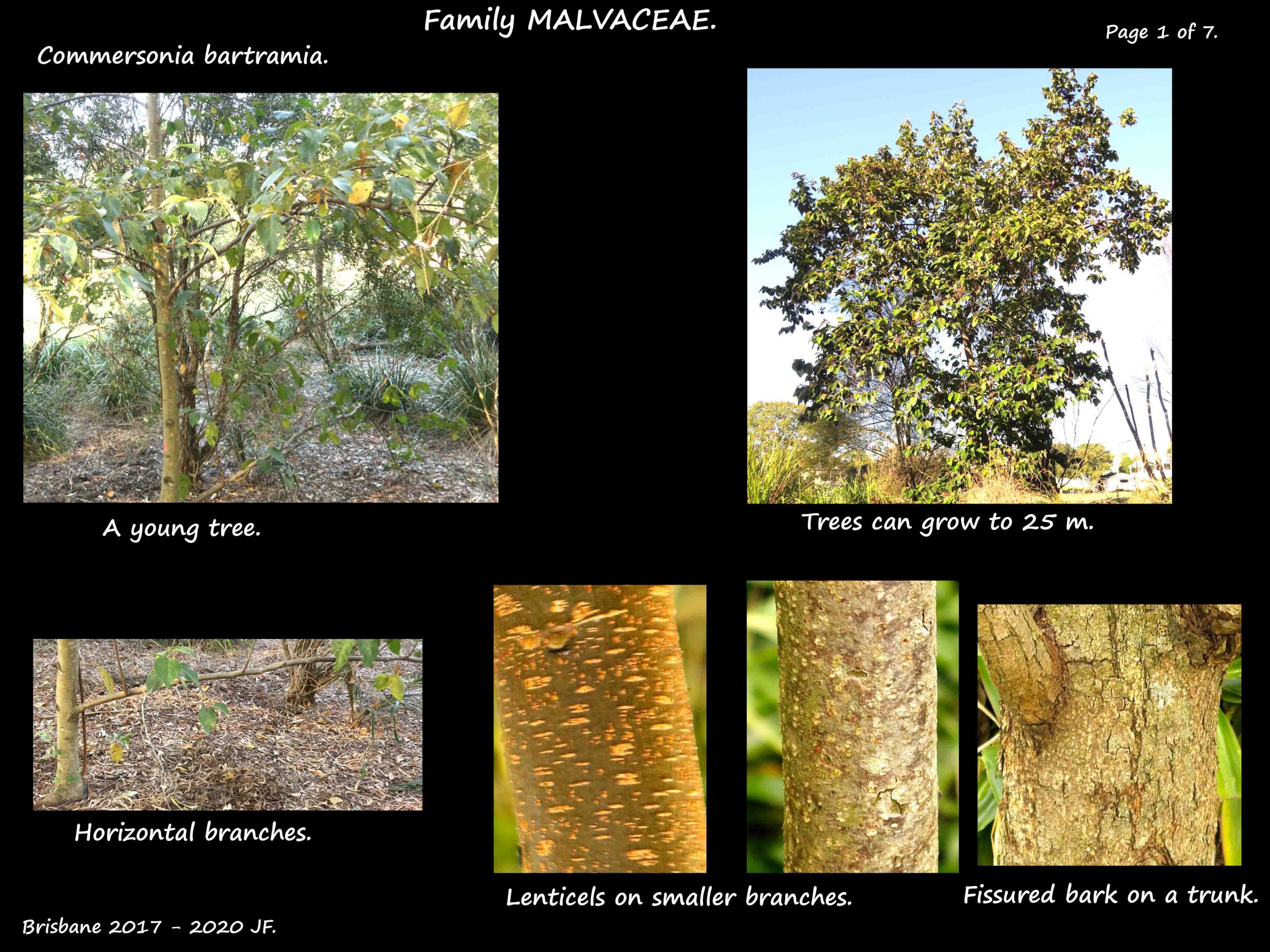 Commersonia bartramia - Botany Brisbane