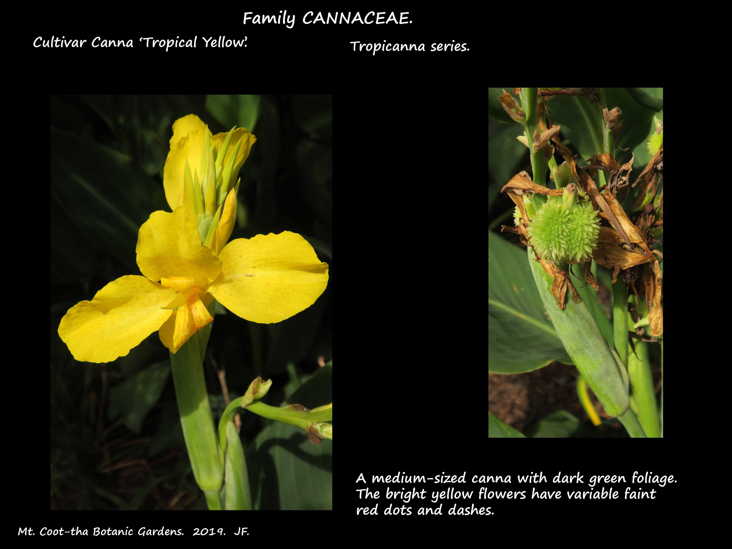 Canna indica cultivars - Botany Brisbane