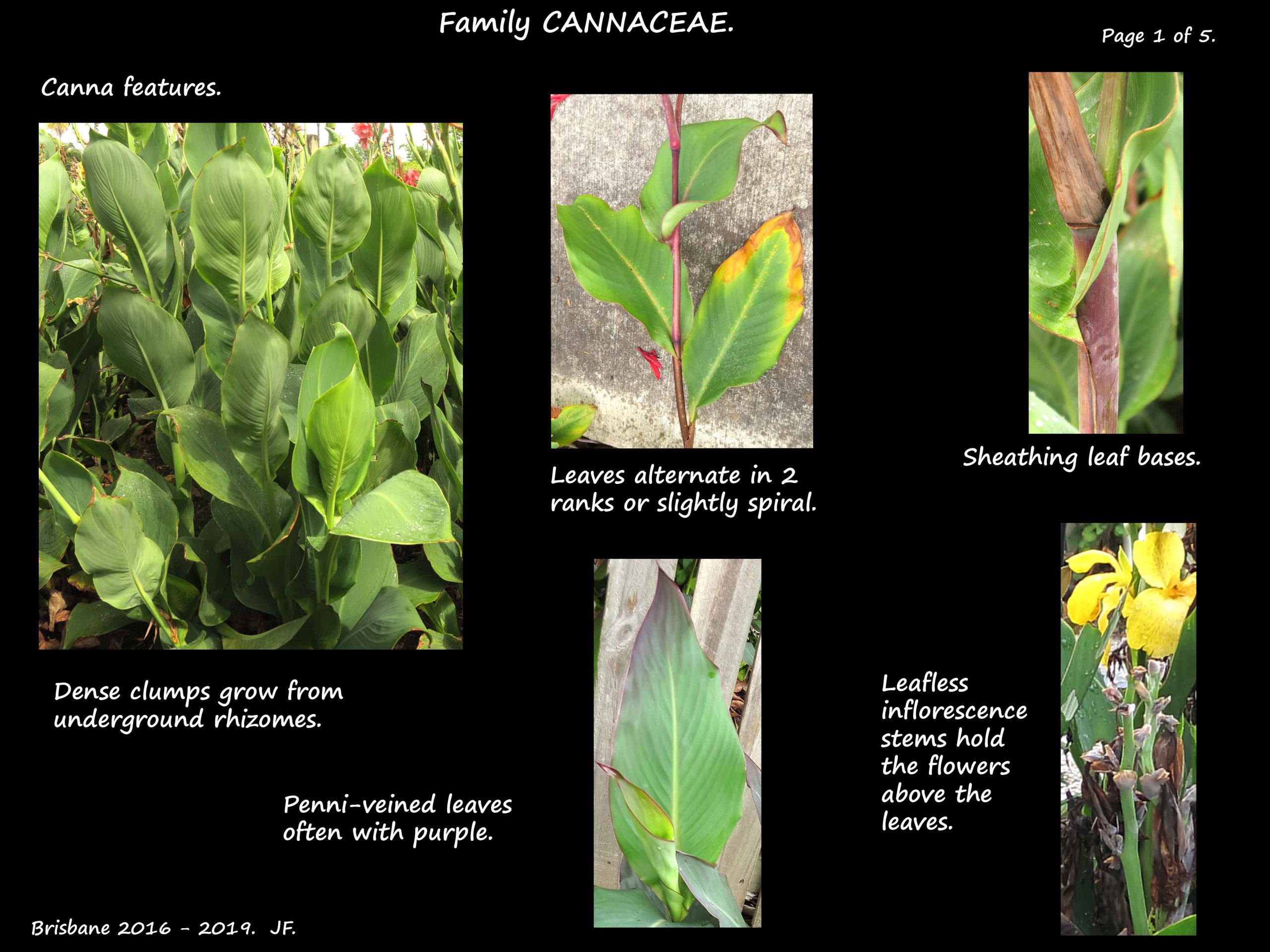 Cannaceae - Botany Brisbane