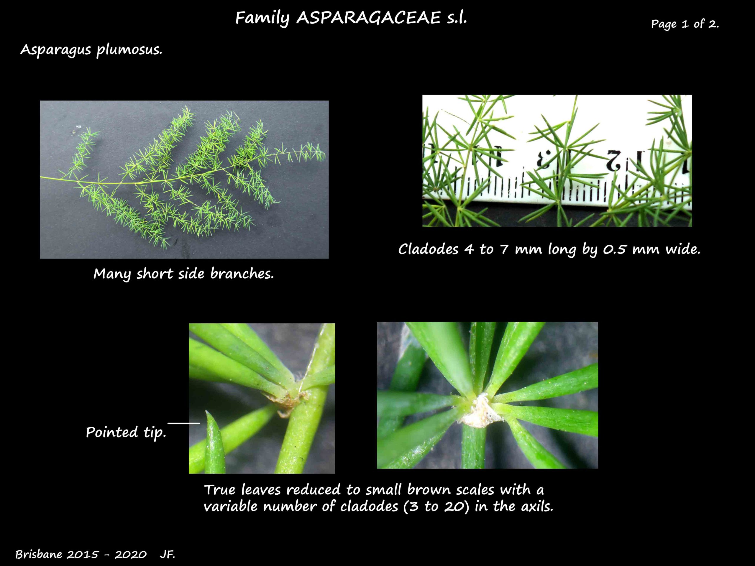 Asparagus plumosus - Botany Brisbane