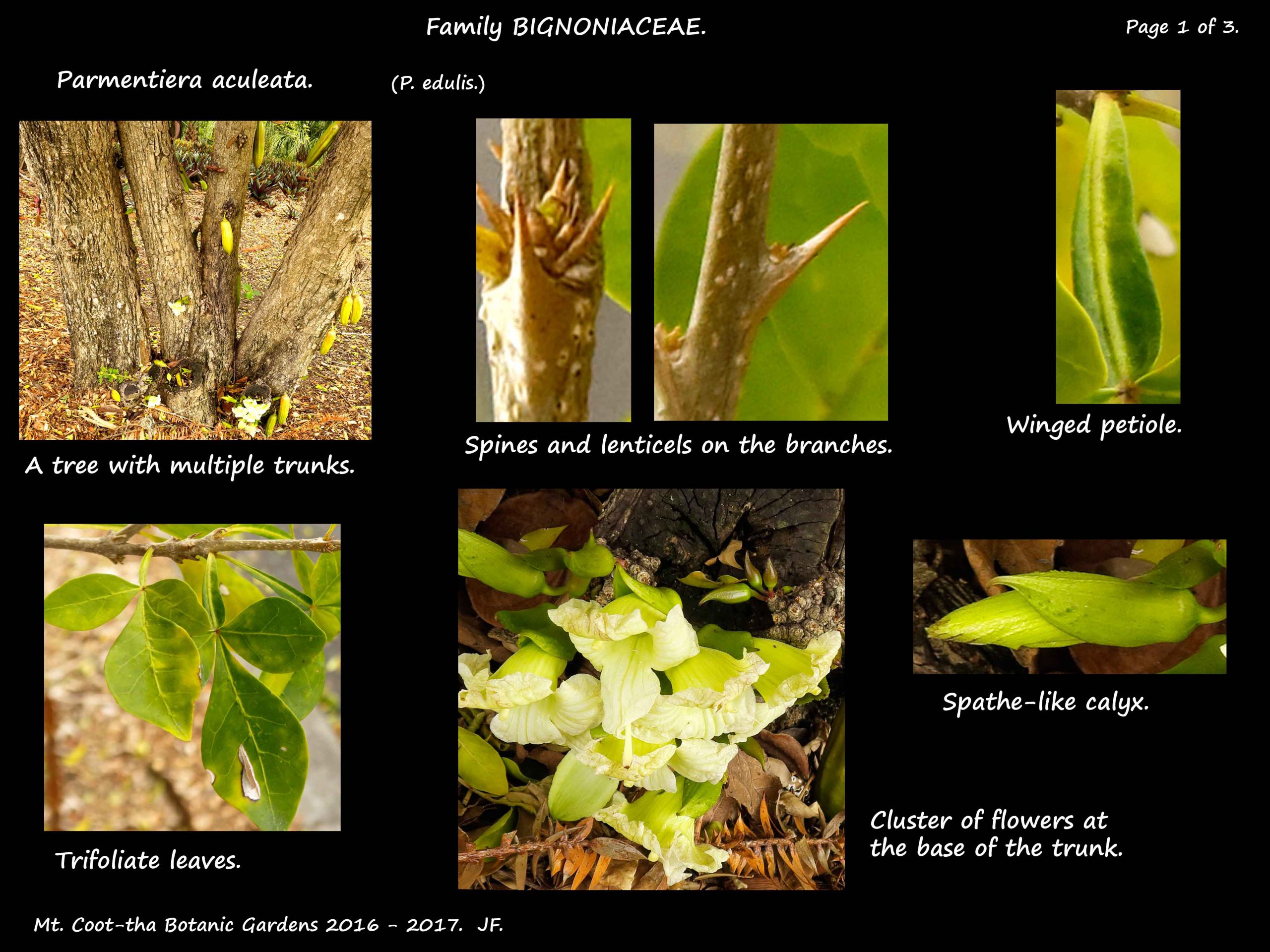 Parmentiera aculeata - Botany Brisbane