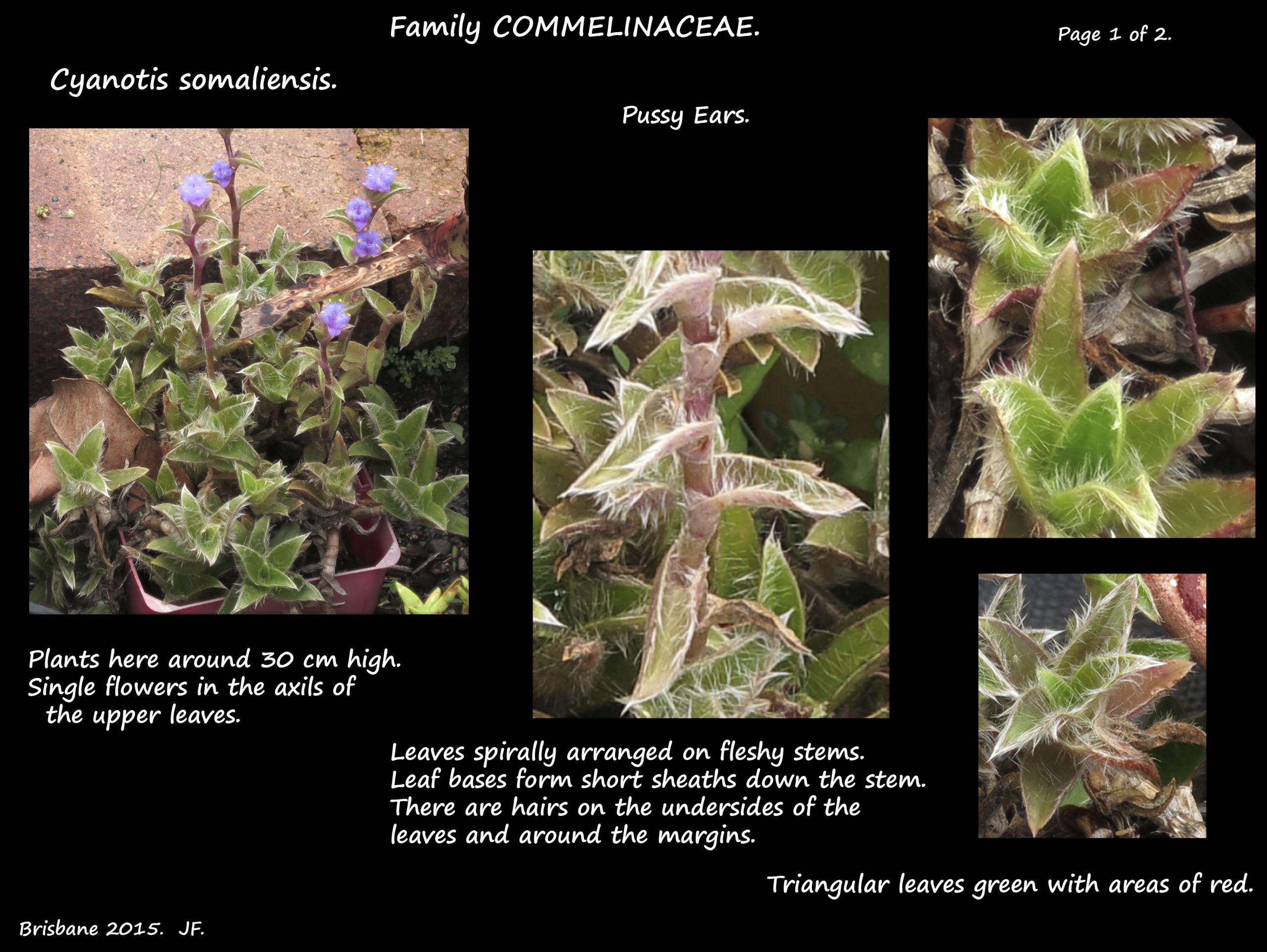 Cyanotis somaliensis - Botany Brisbane