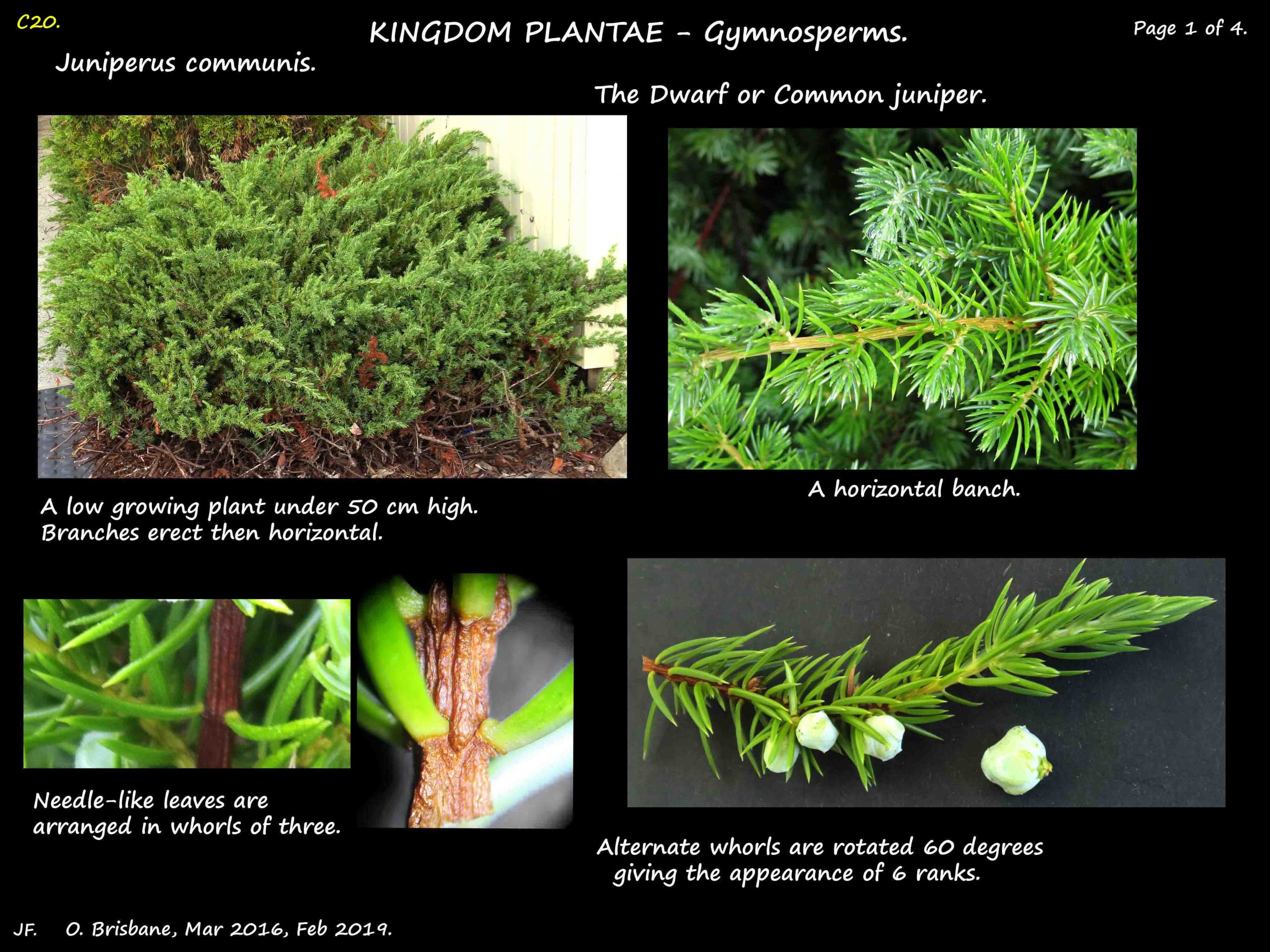 Juniperus communis - Botany Brisbane