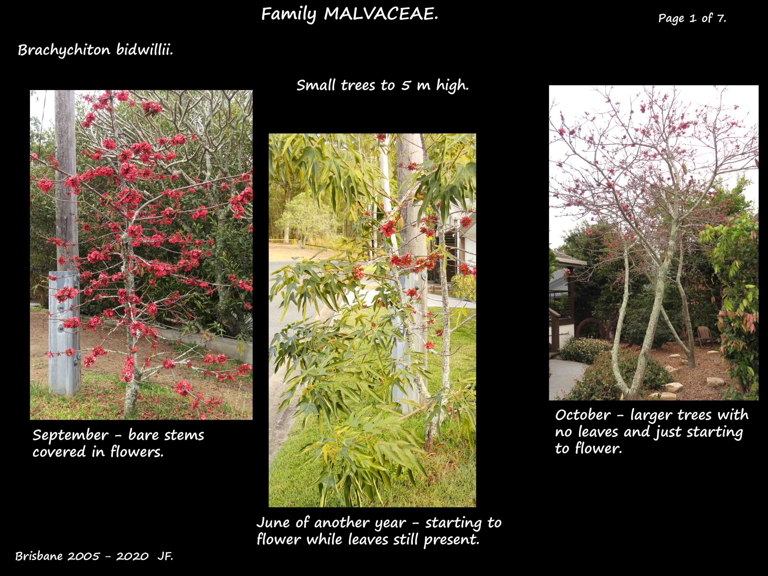 Brachychiton bidwillii - Botany Brisbane