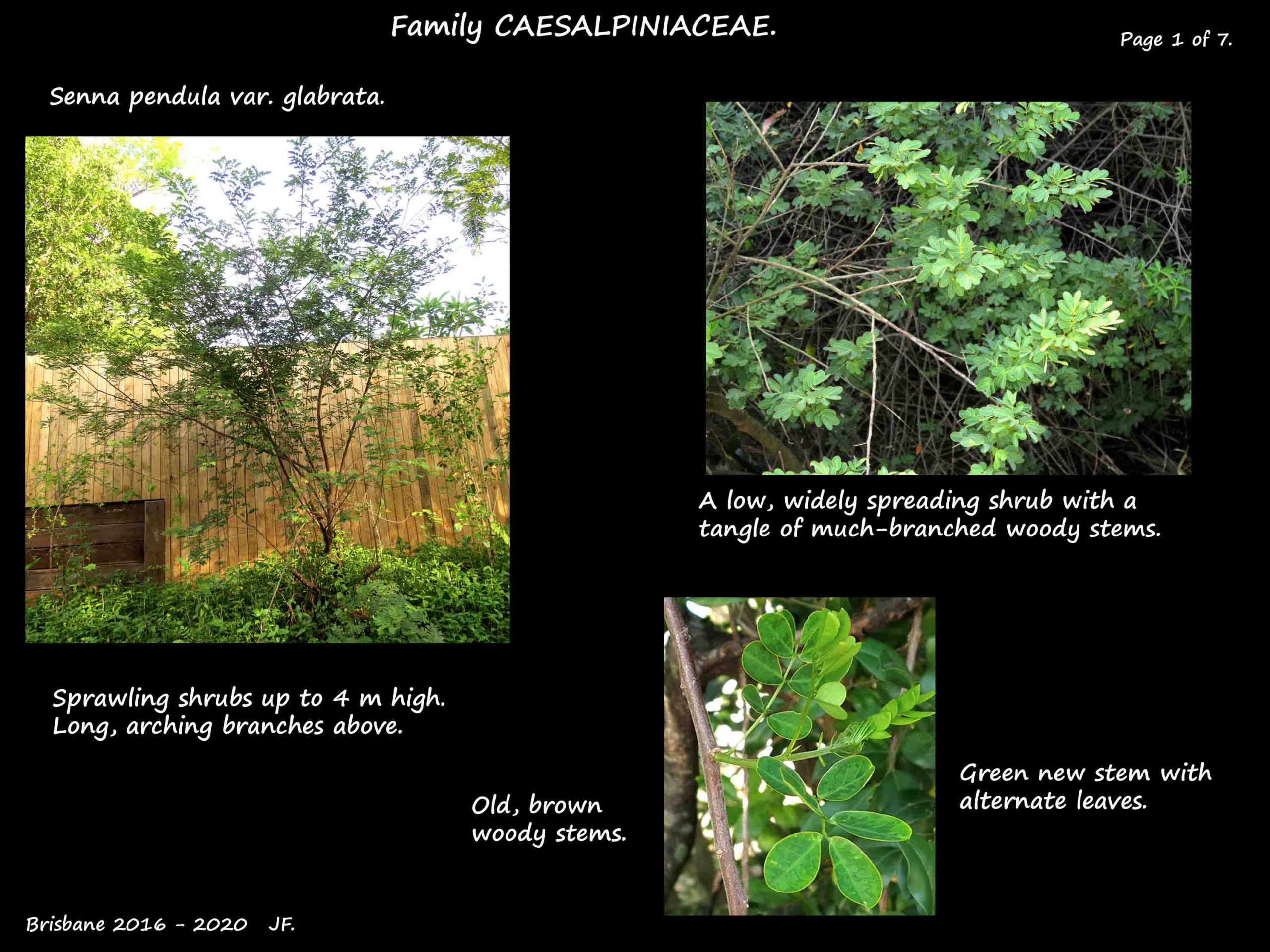 Senna pendula - Botany Brisbane