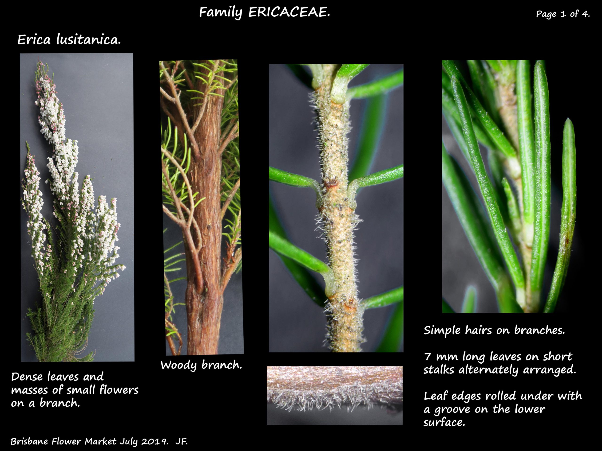 Erica lusitanica - Botany Brisbane