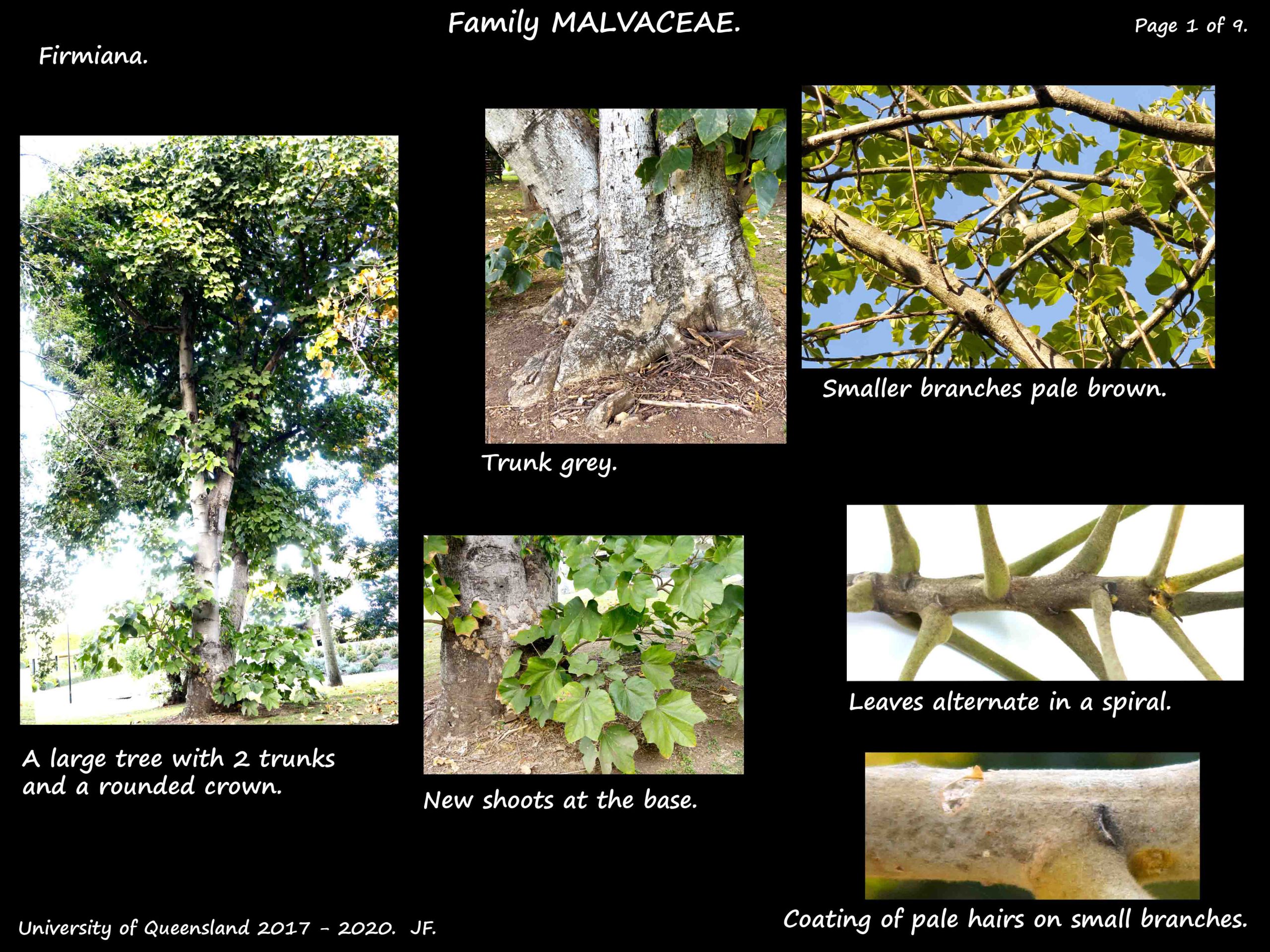 Firmiana simplex - Botany Brisbane