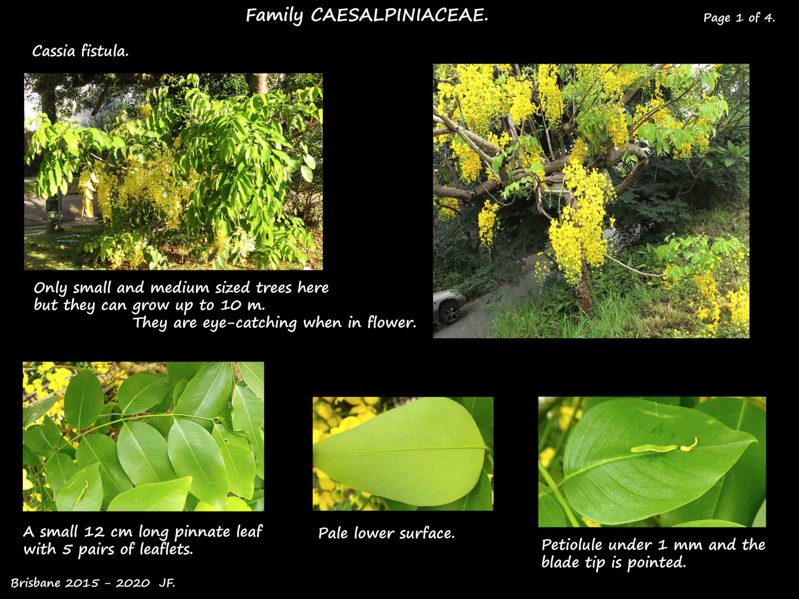 Cassia fistula - Botany Brisbane