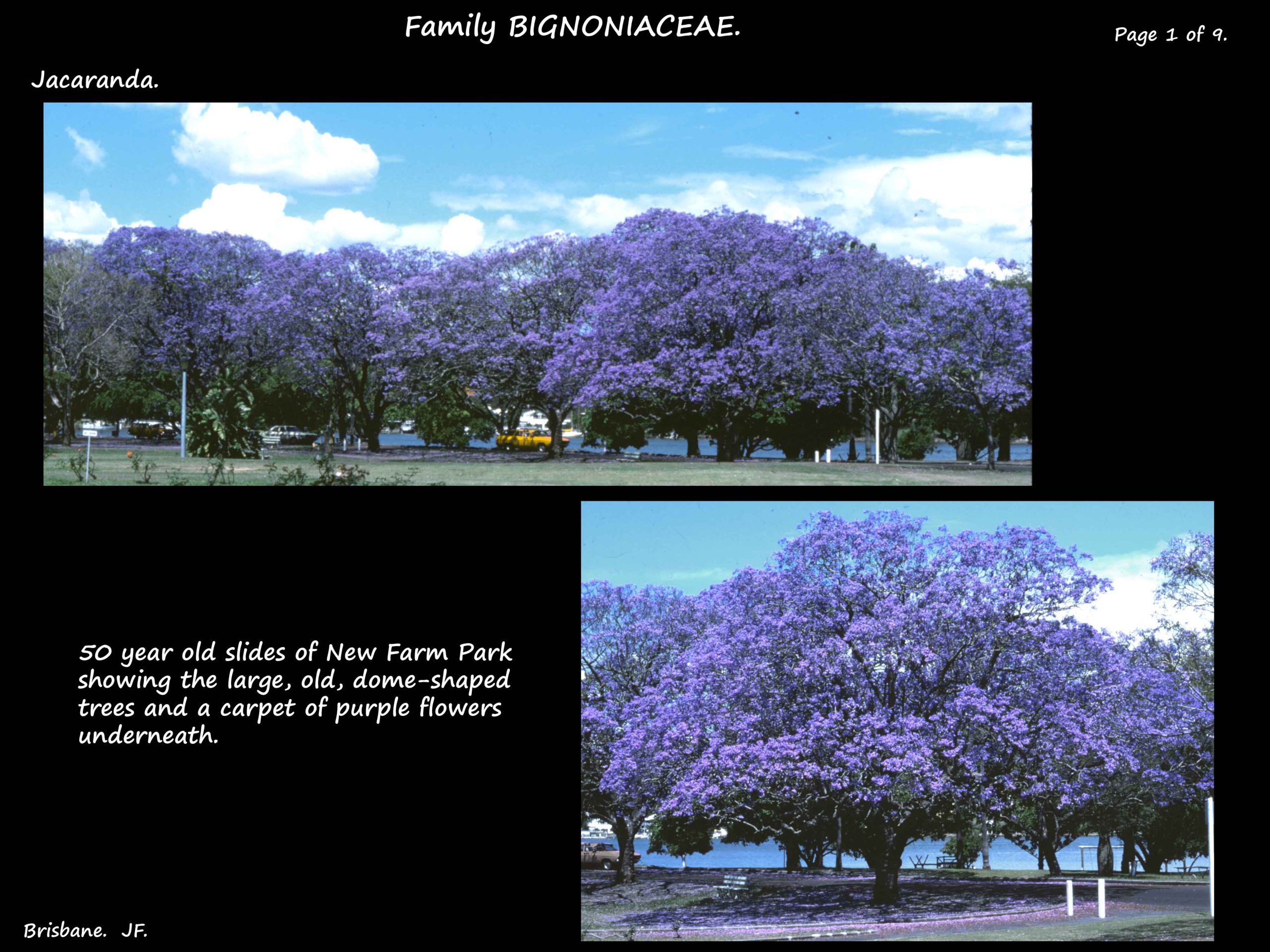 Jacaranda - Botany Brisbane
