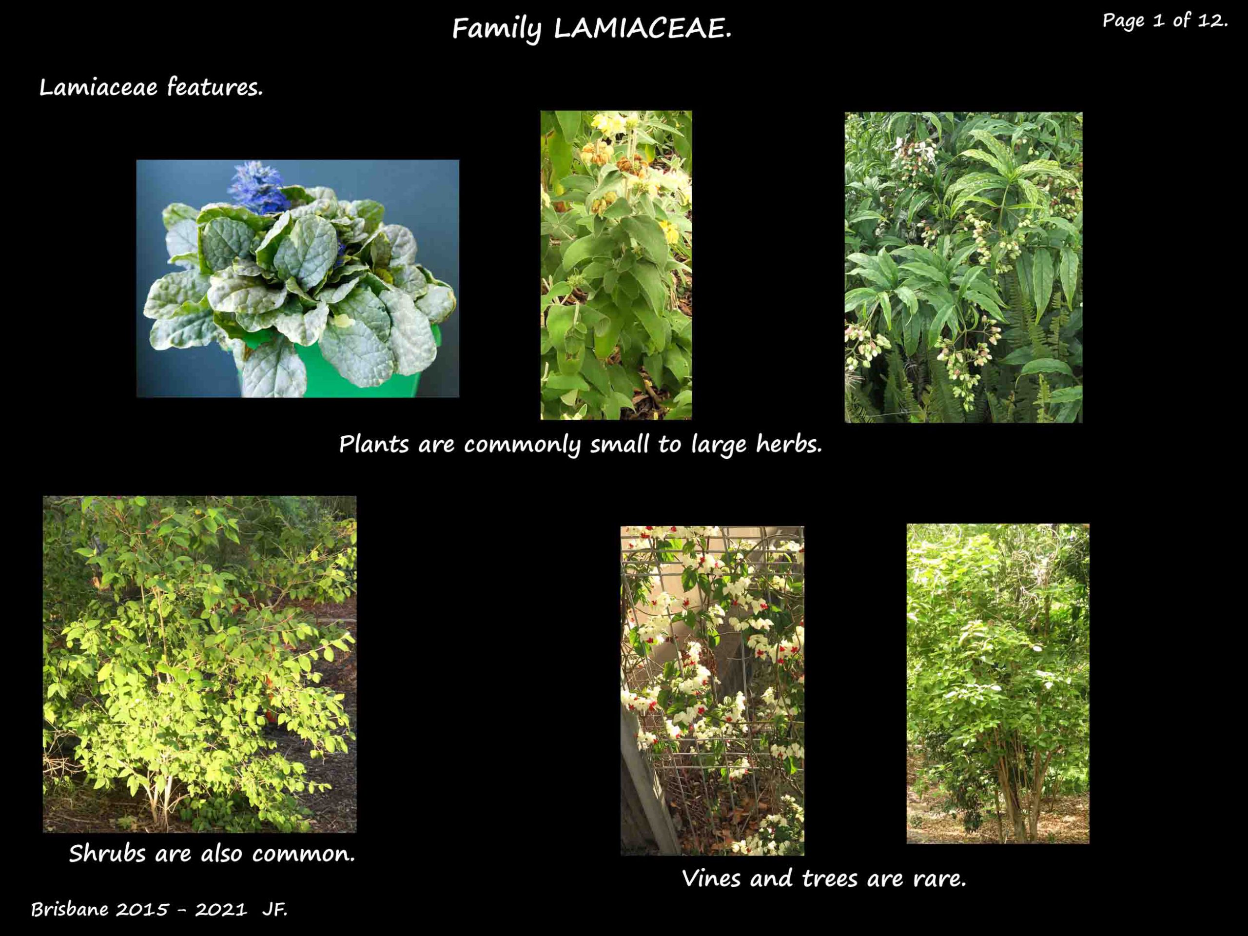 Lamiaceae - Botany Brisbane