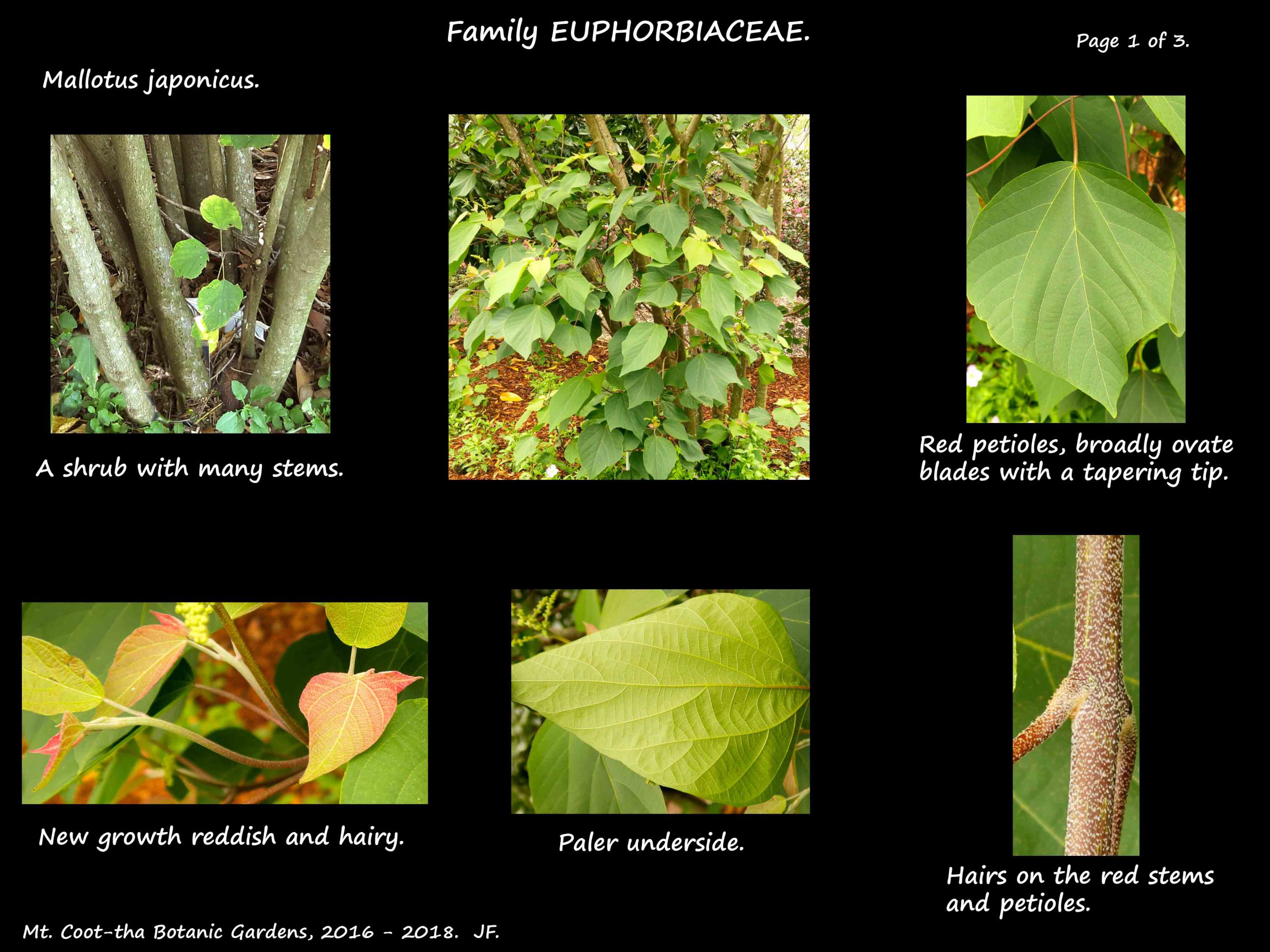 Mallotus japonicus - Botany Brisbane