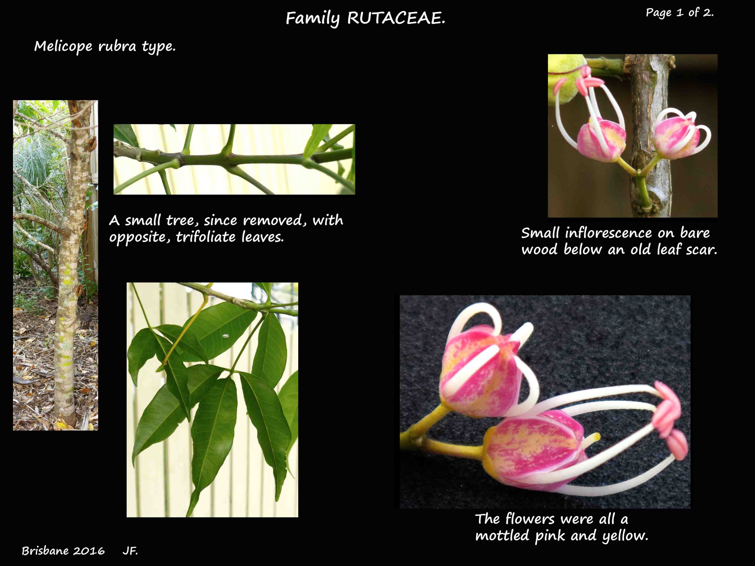 Melicope variety - Botany Brisbane