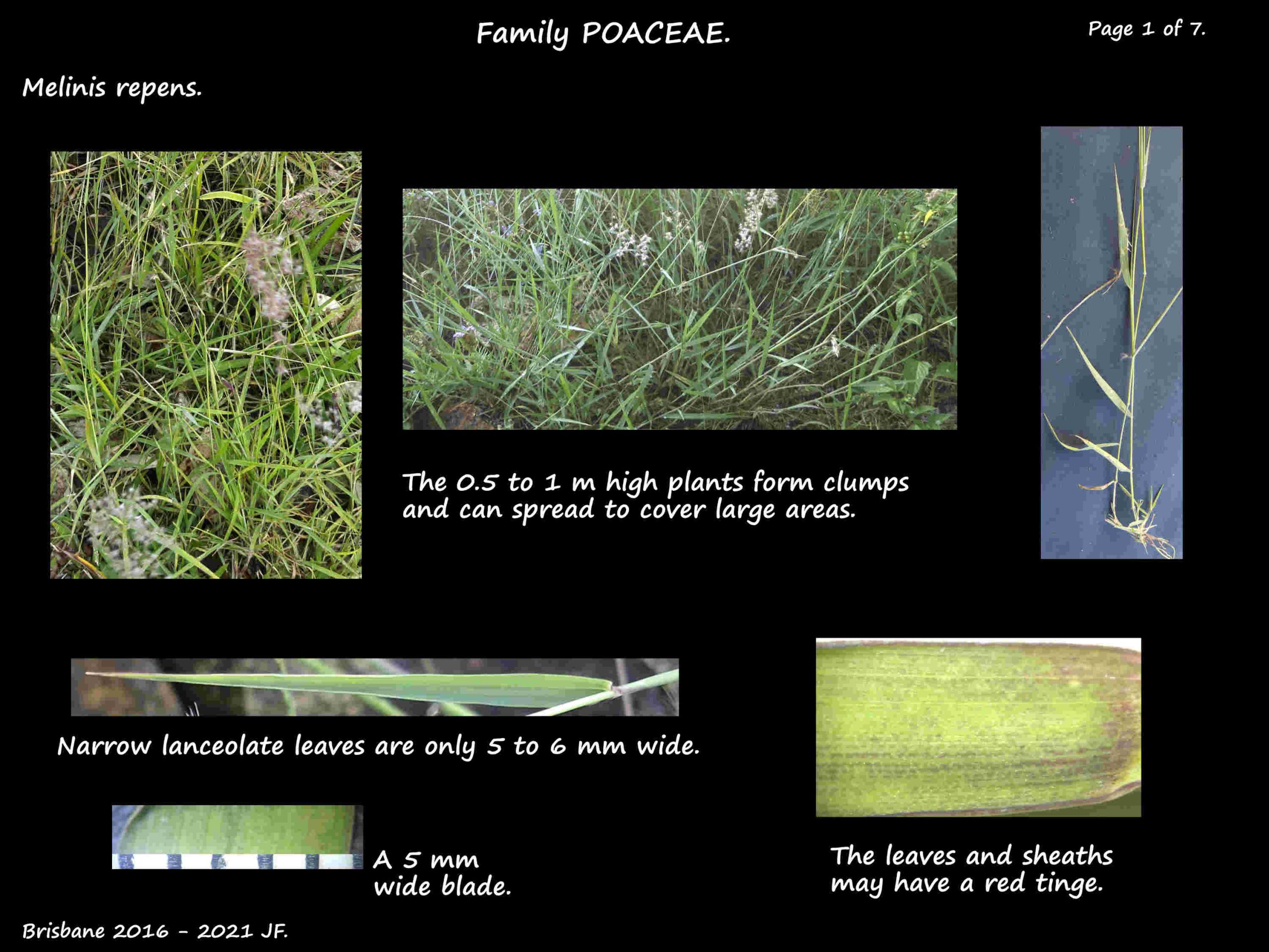 Melinis repans - Botany Brisbane