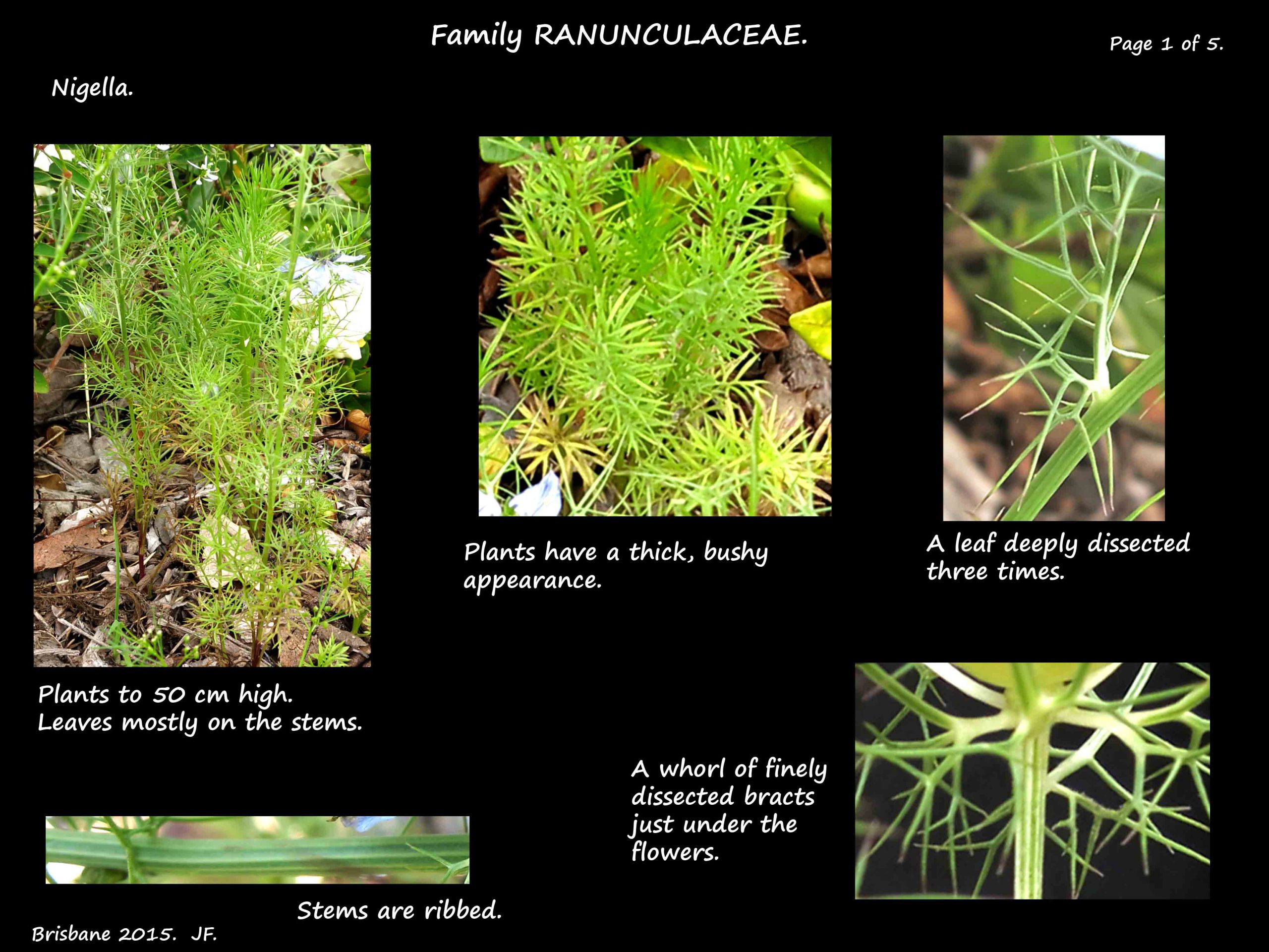 Nigella - Botany Brisbane