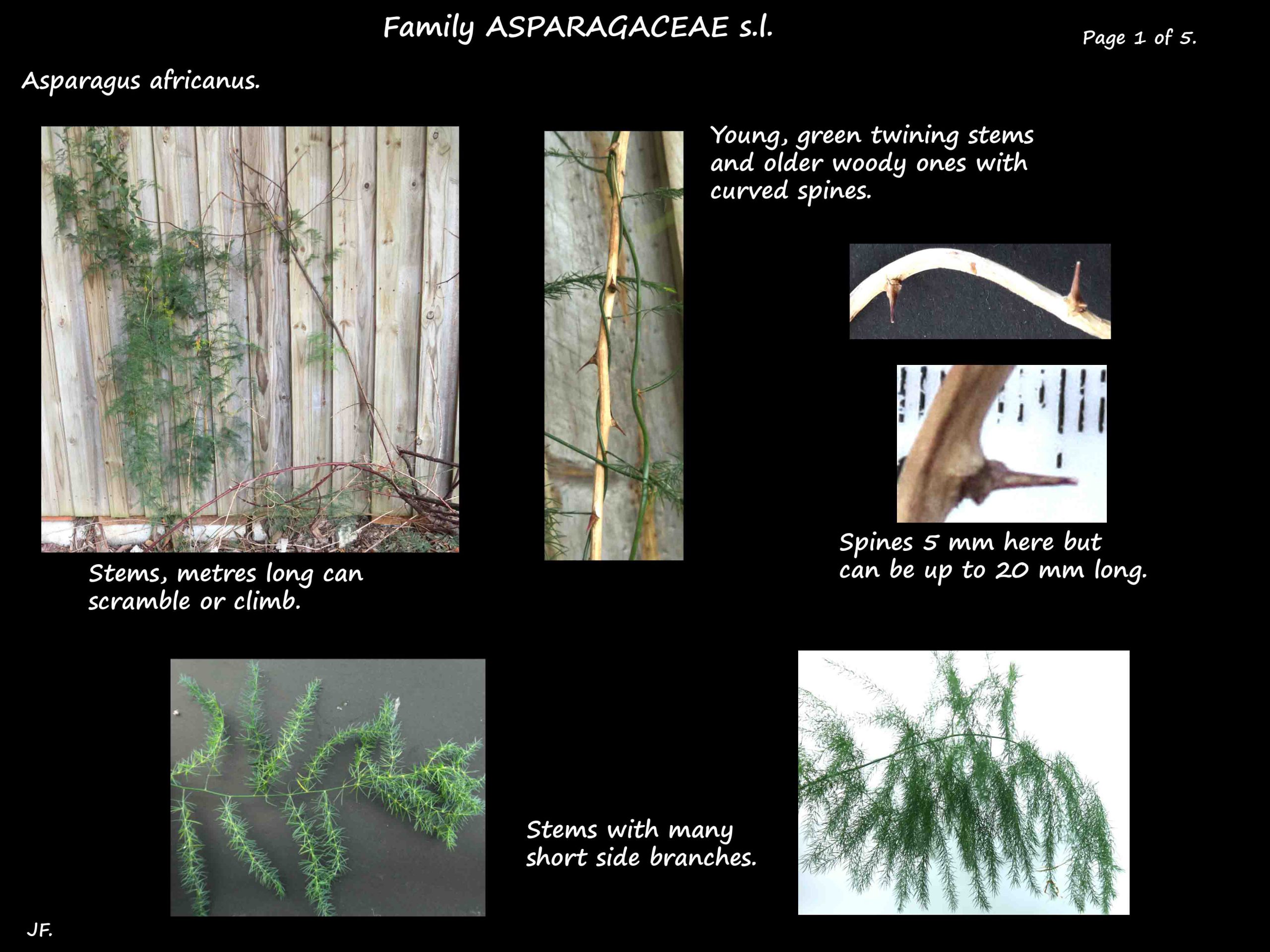 Asparagus africanus - Botany Brisbane