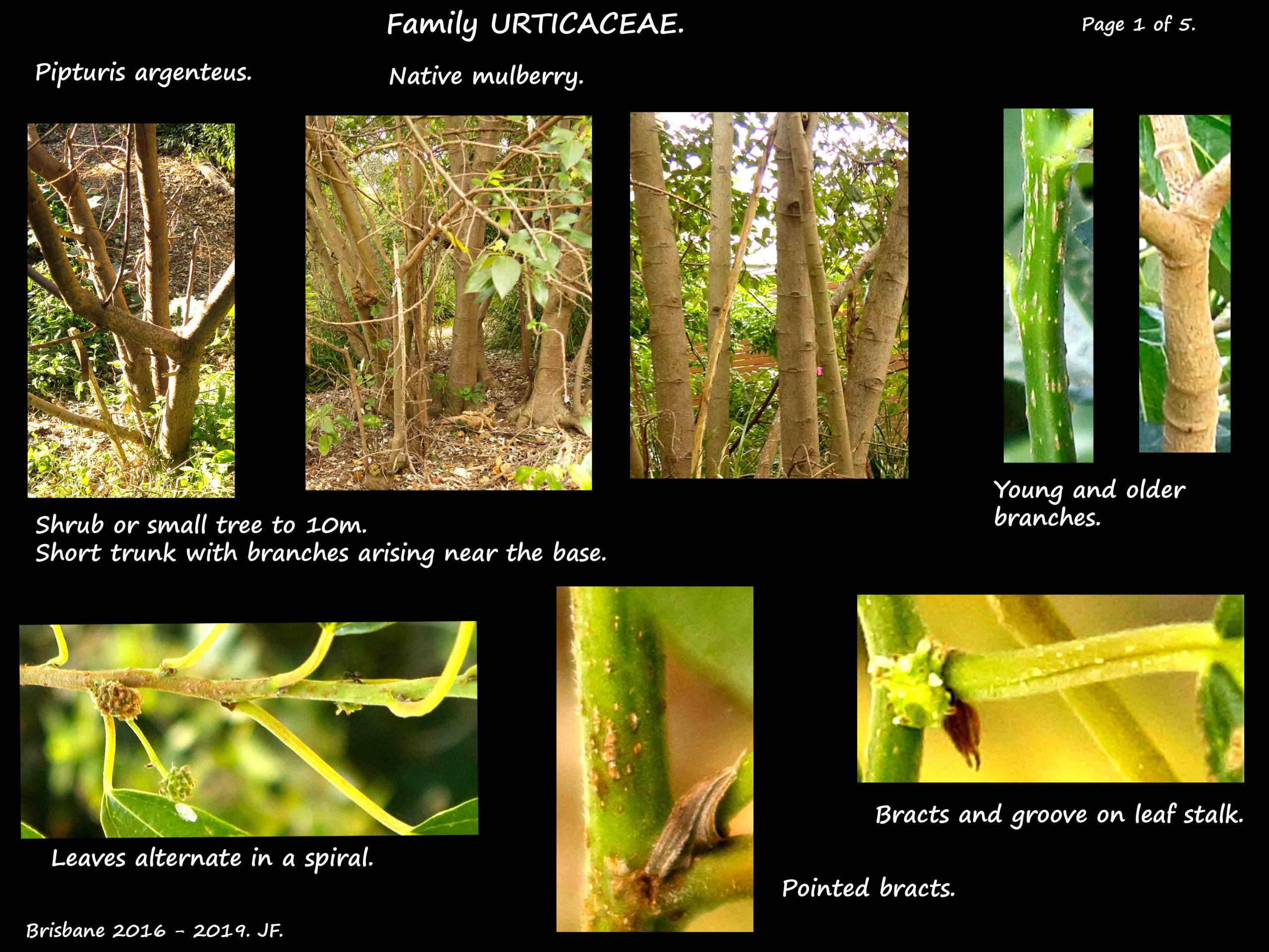 Pipturus argenteus - Botany Brisbane