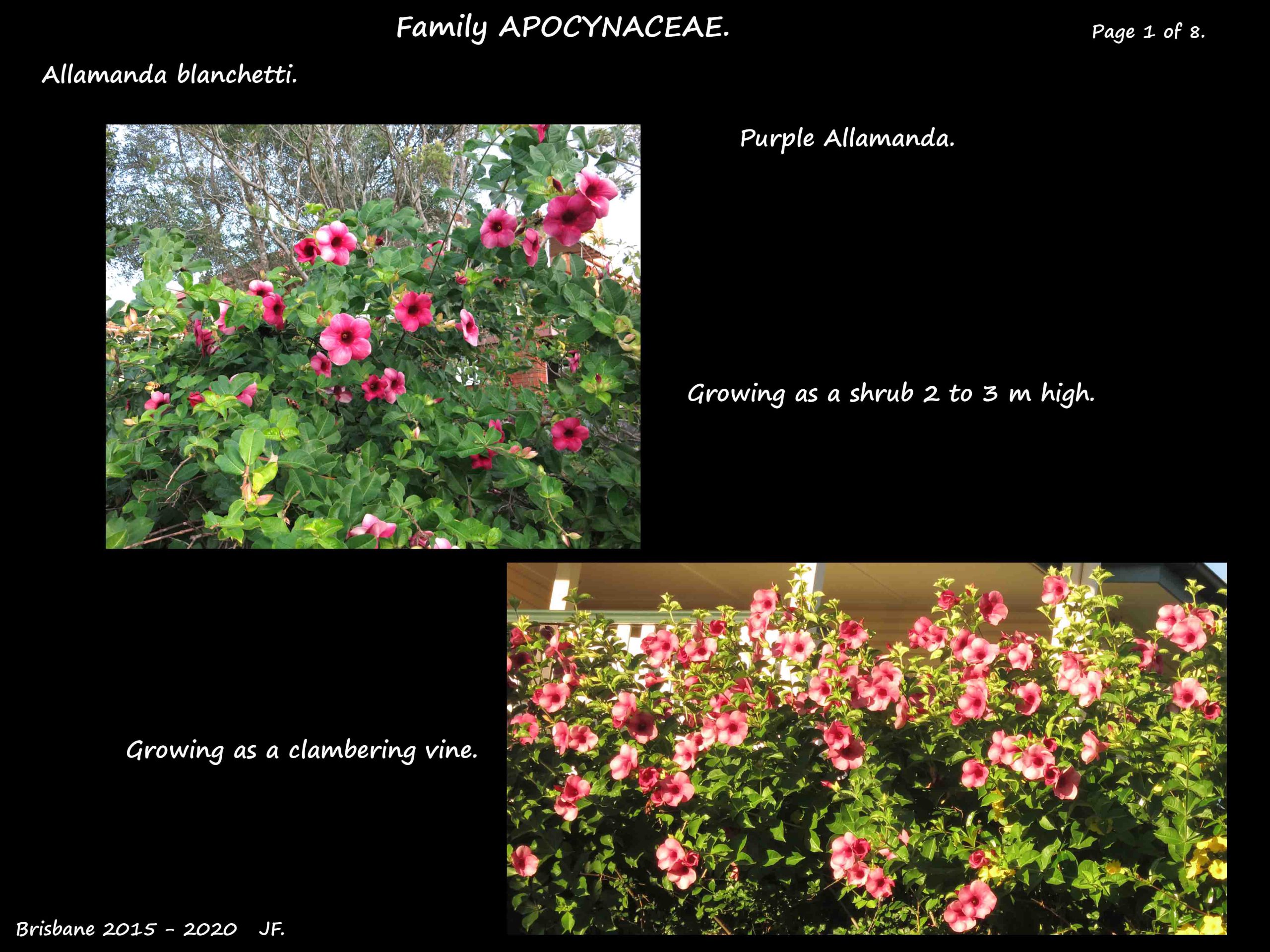 Allamanda blanchetti - Botany Brisbane