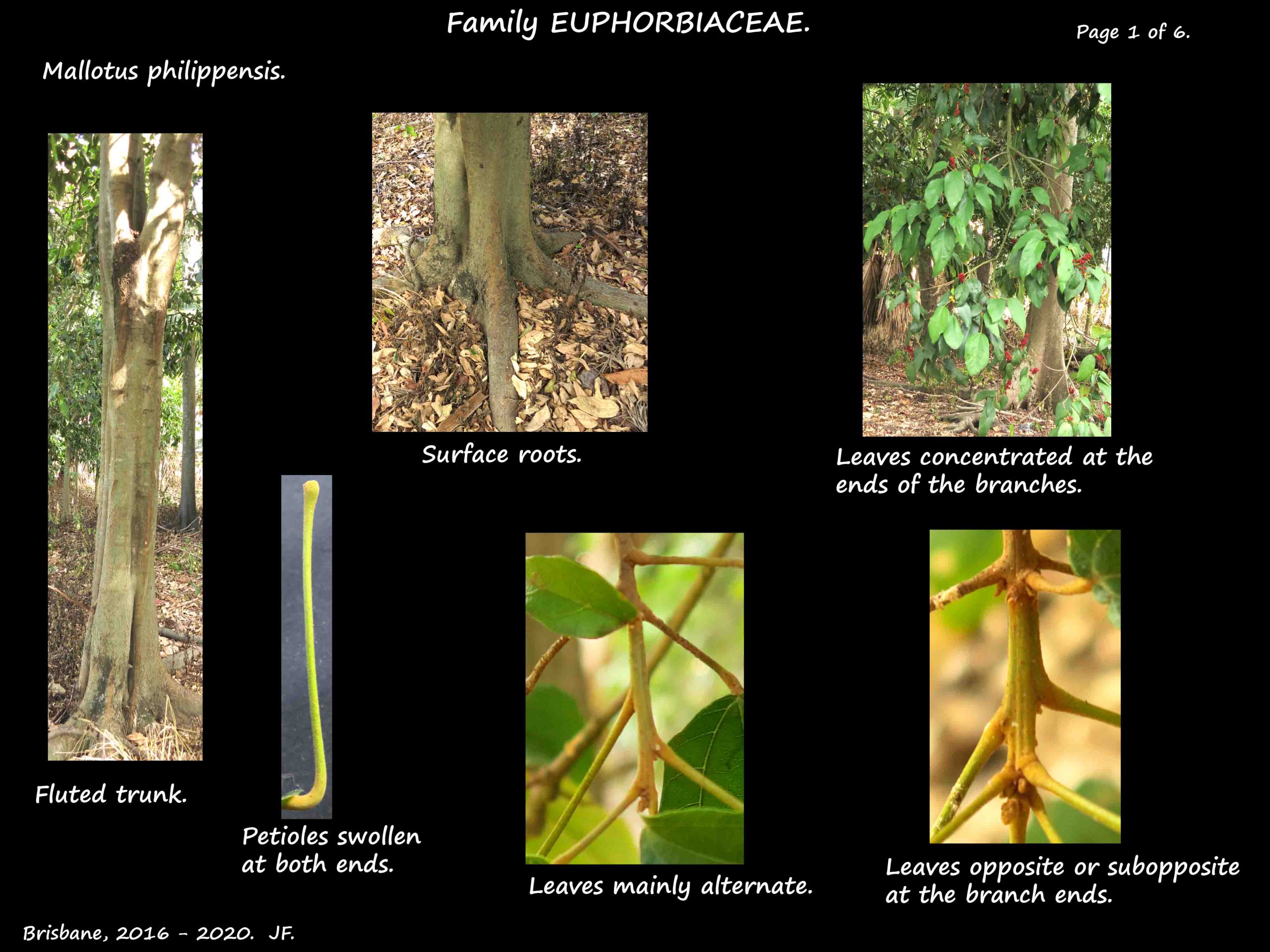 Mallotus philippensis - Botany Brisbane