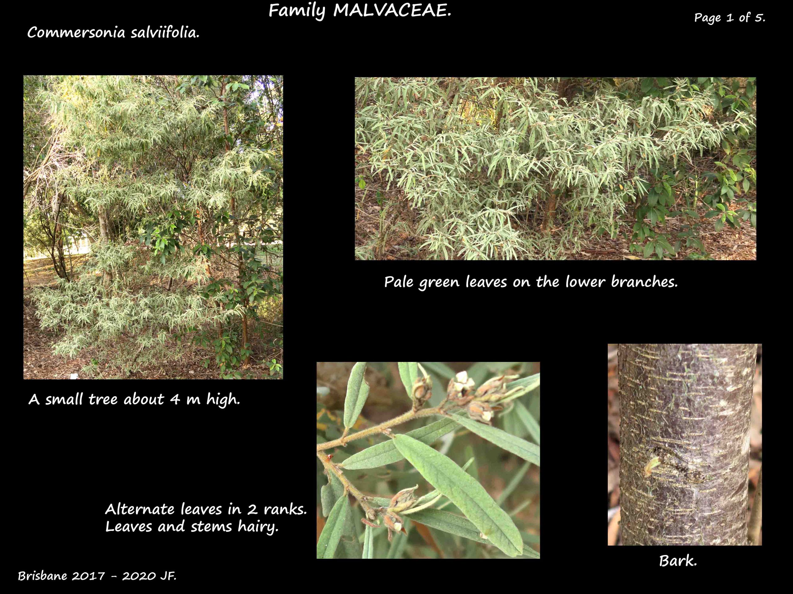 Commersonia salviifolia - Botany Brisbane