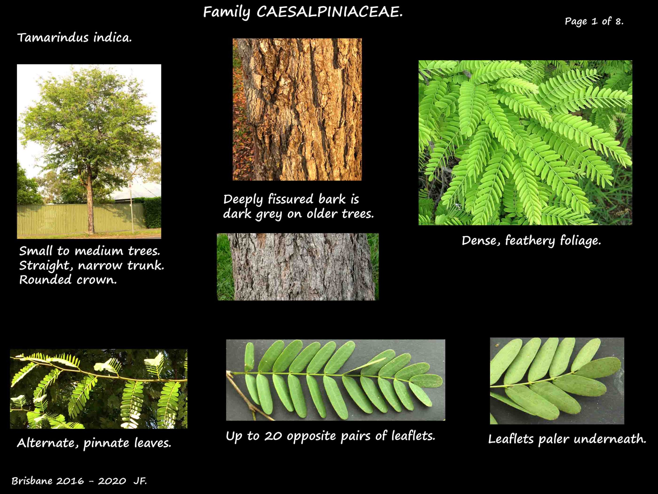 Tamarindus indica - Botany Brisbane