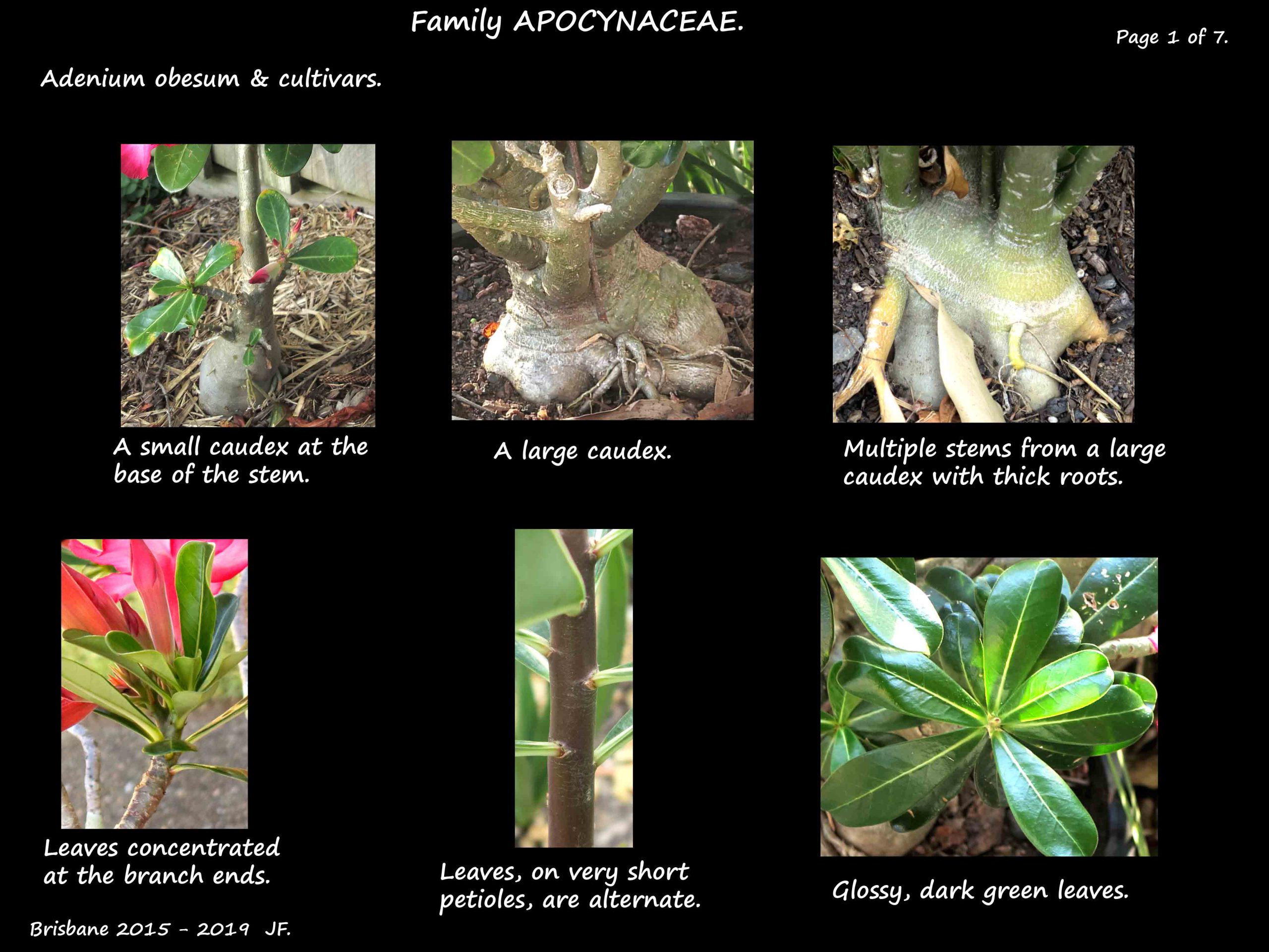 Adenium obesum - Botany Brisbane