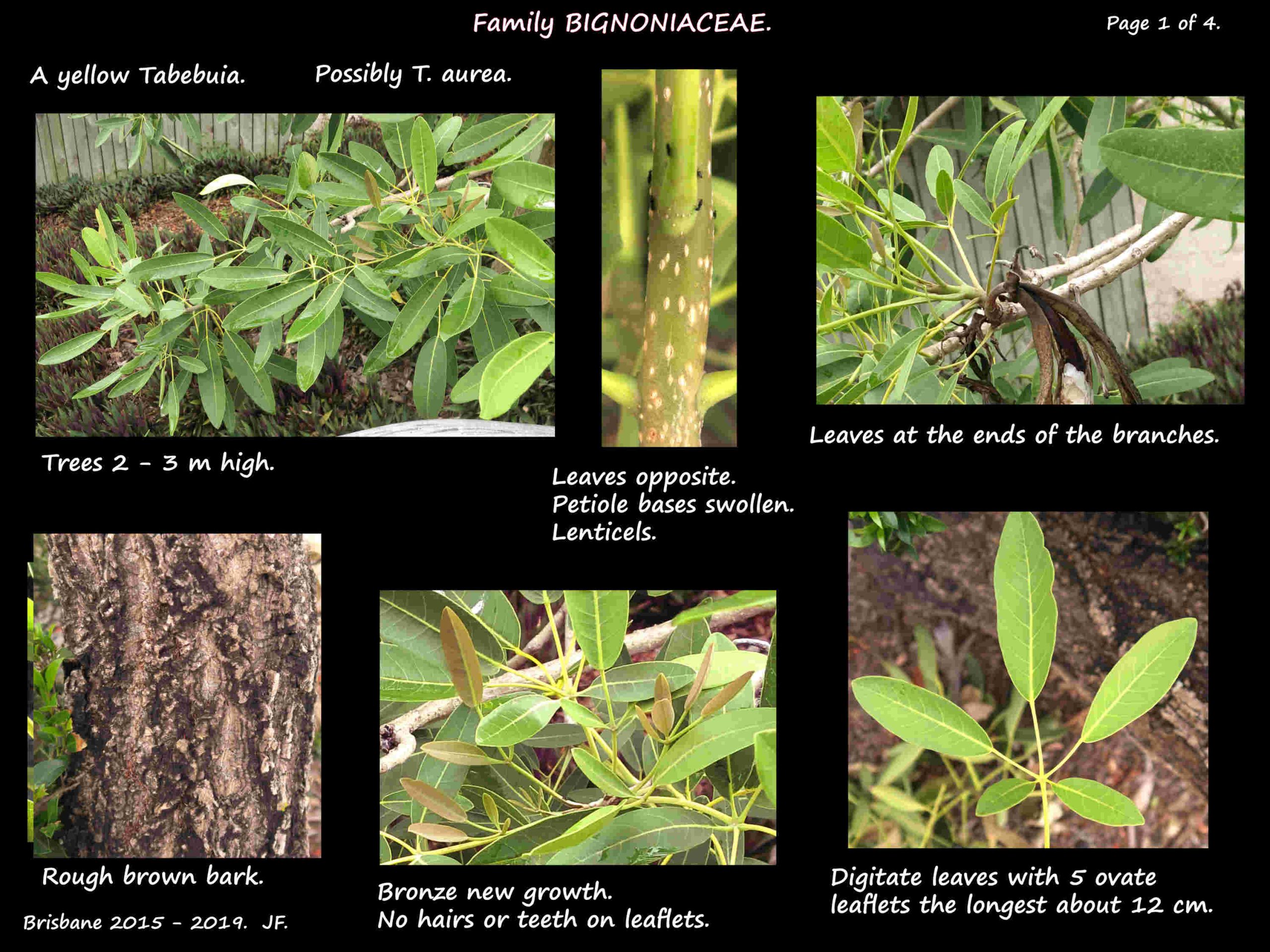Tabebuia yellow - Botany Brisbane