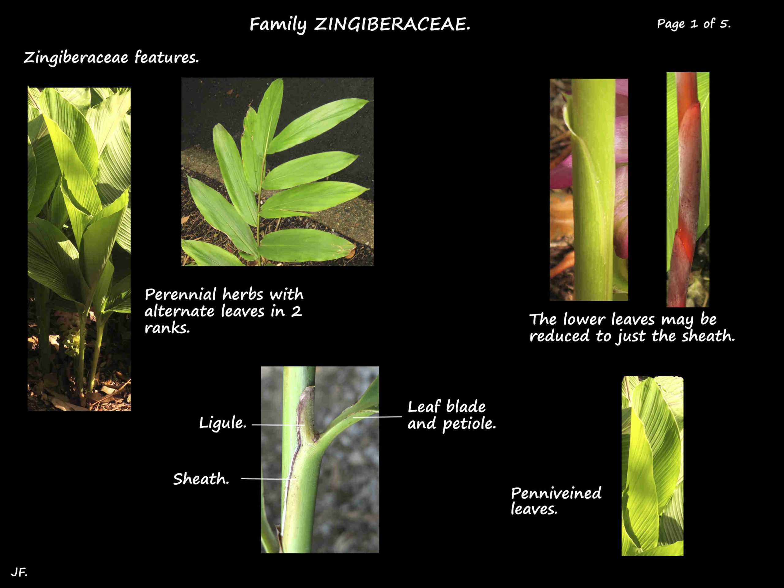 Zingiberaceae - Botany Brisbane