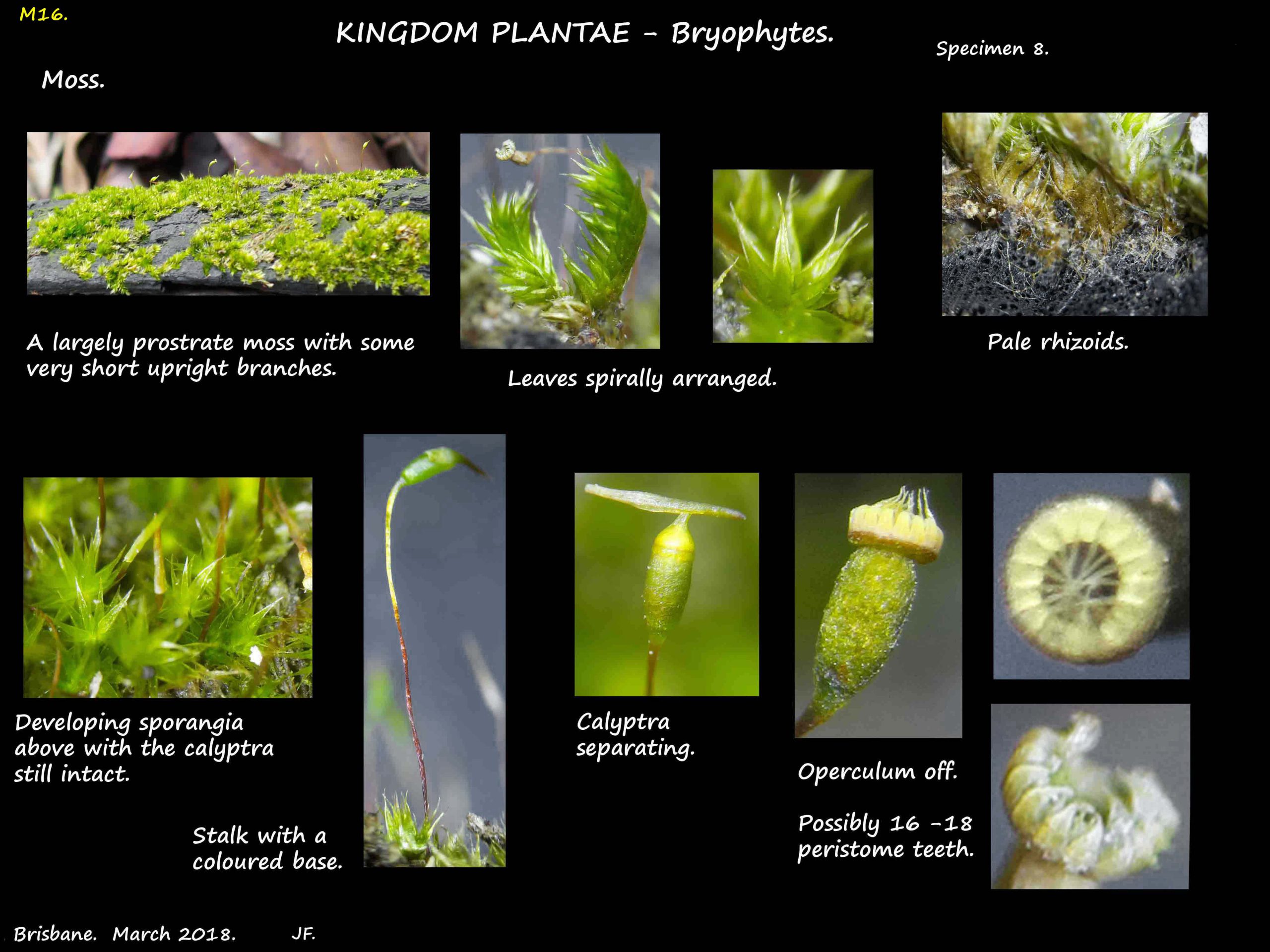 Mosses - Botany Brisbane