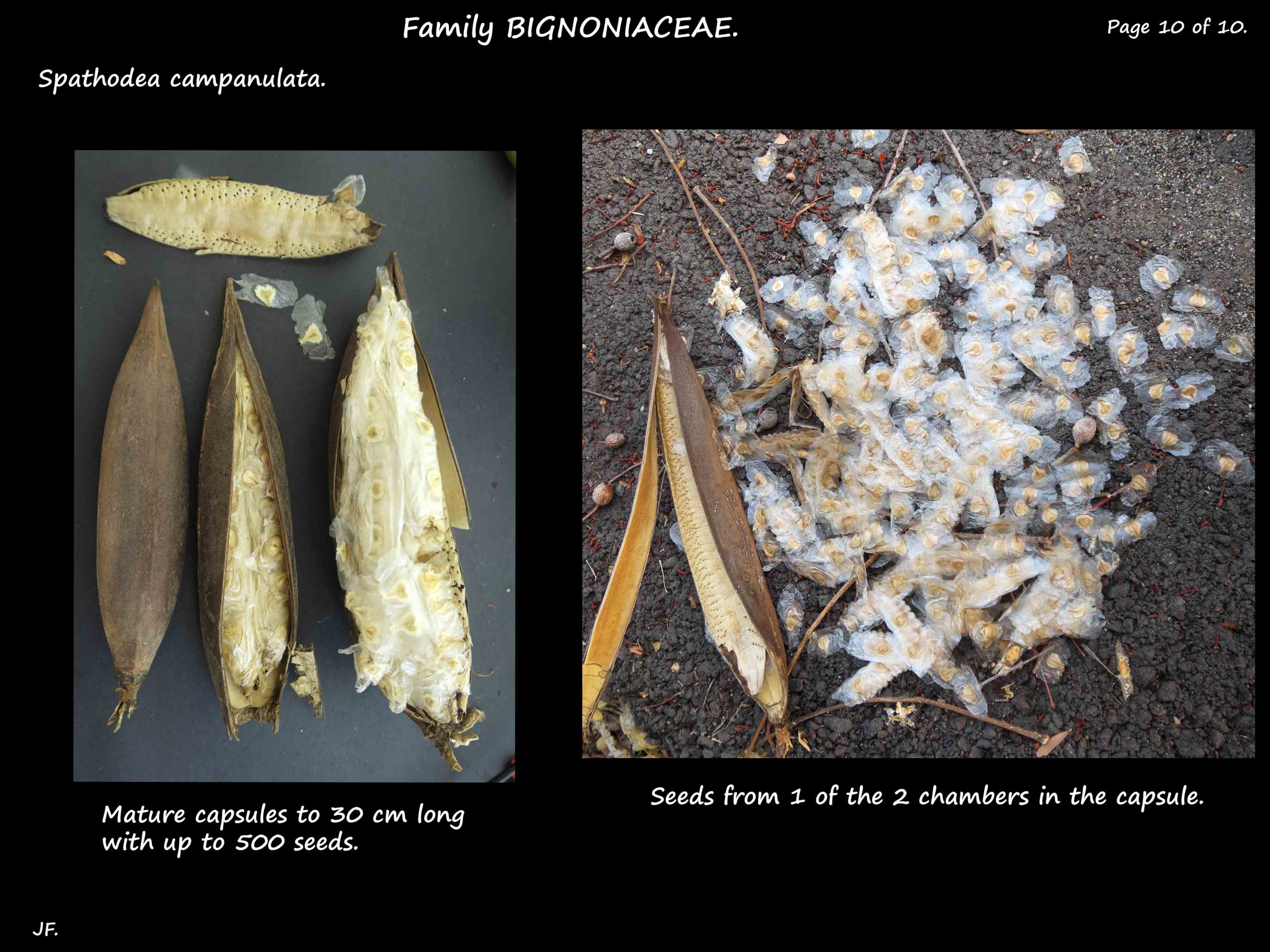 Spathodea campanulata - Botany Brisbane