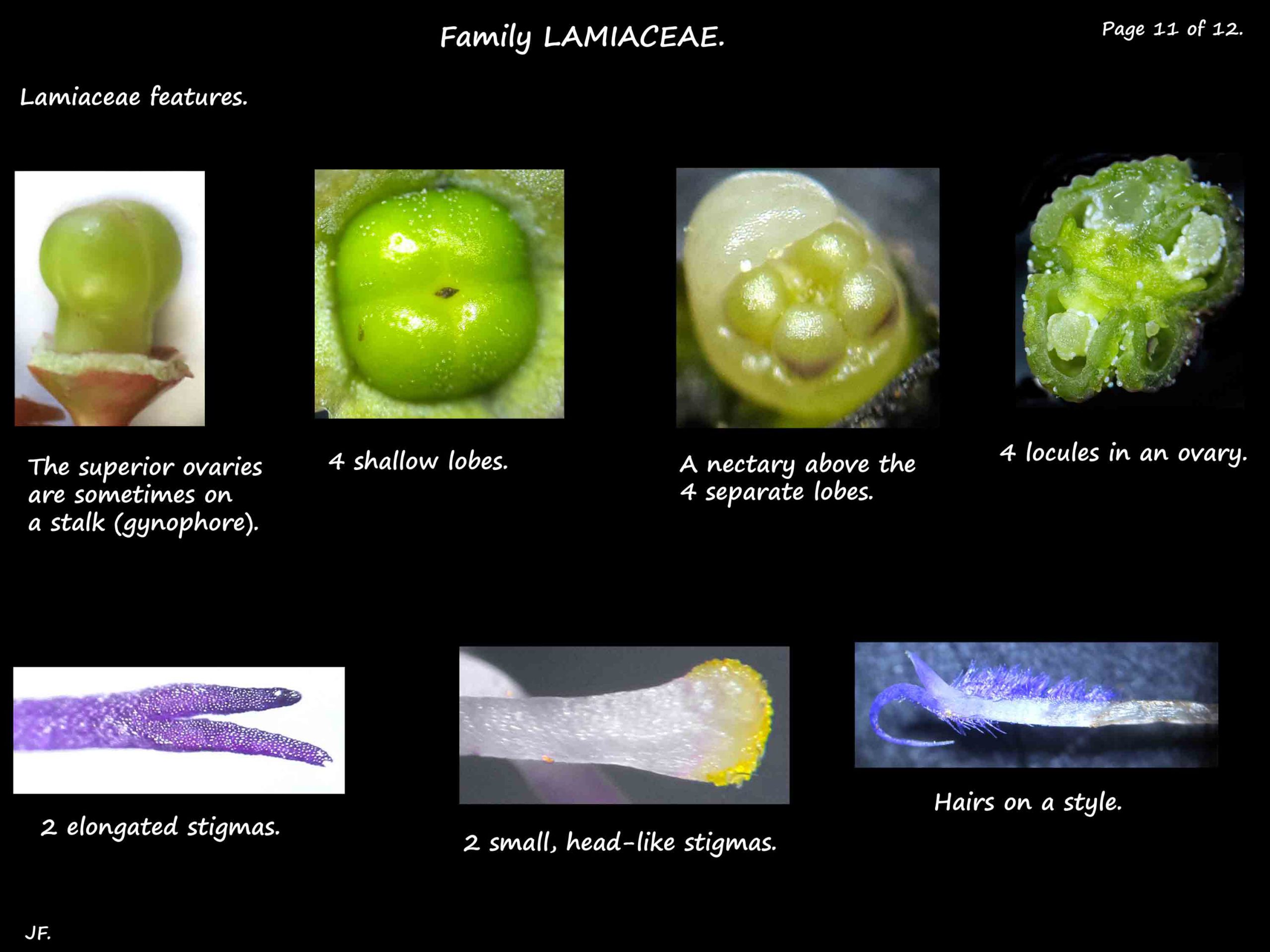 Lamiaceae - Botany Brisbane