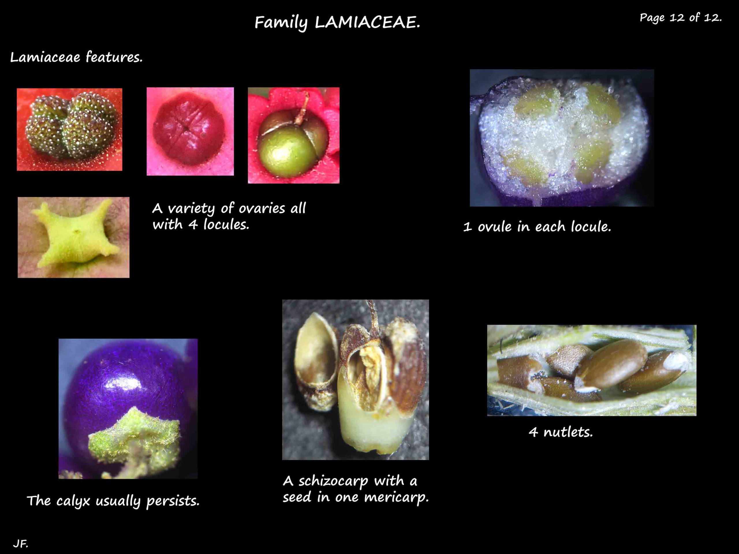 Lamiaceae - Botany Brisbane