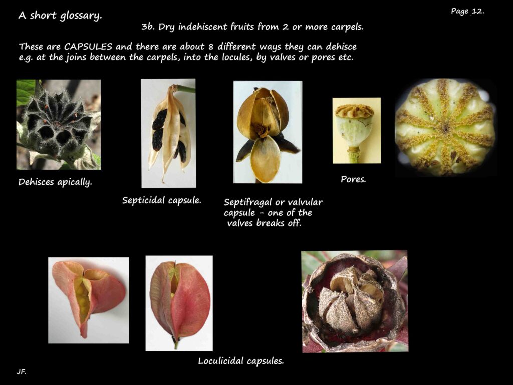 A short plant glossary - Botany Brisbane