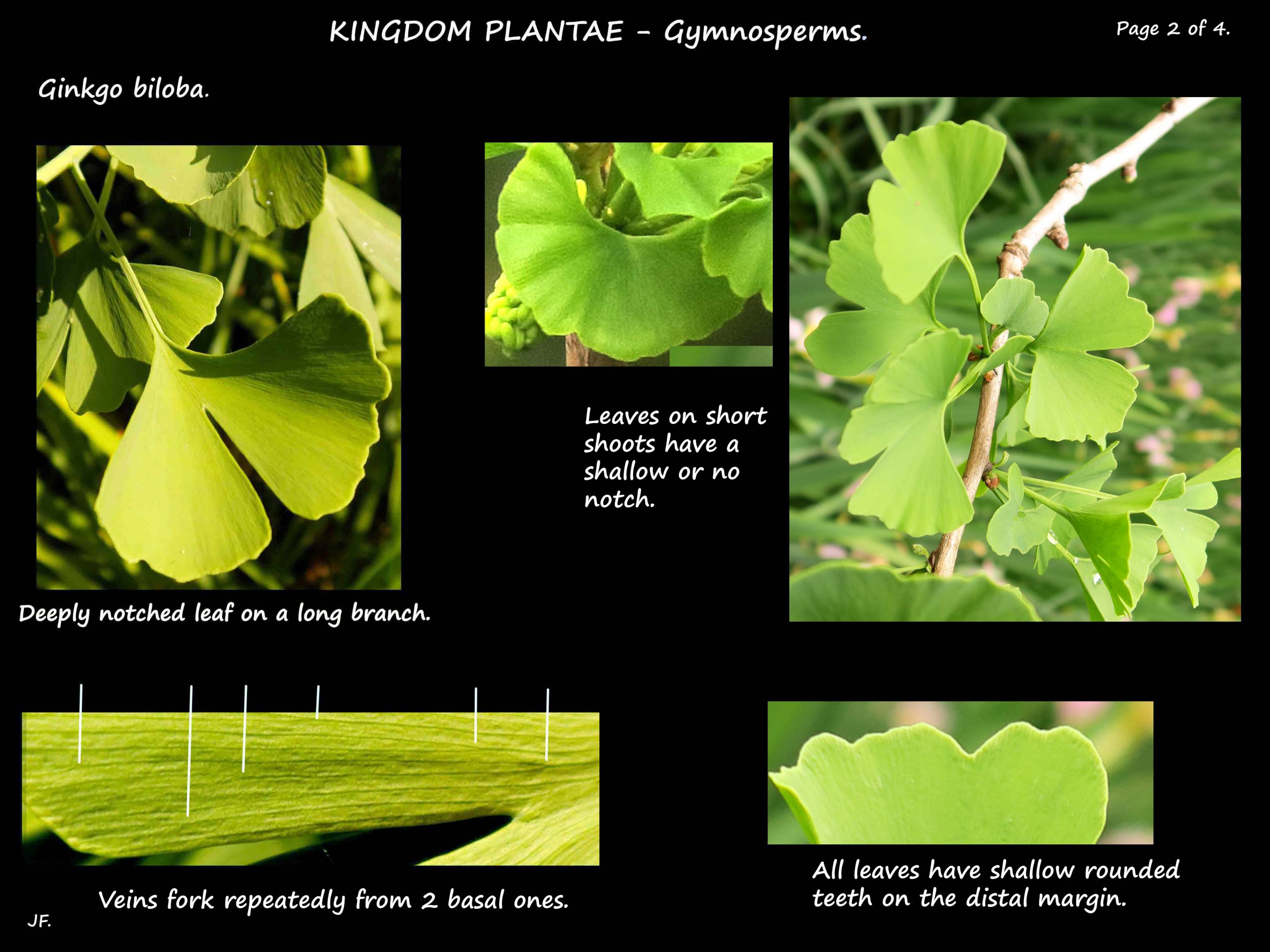 Ginkgo biloba - Botany Brisbane