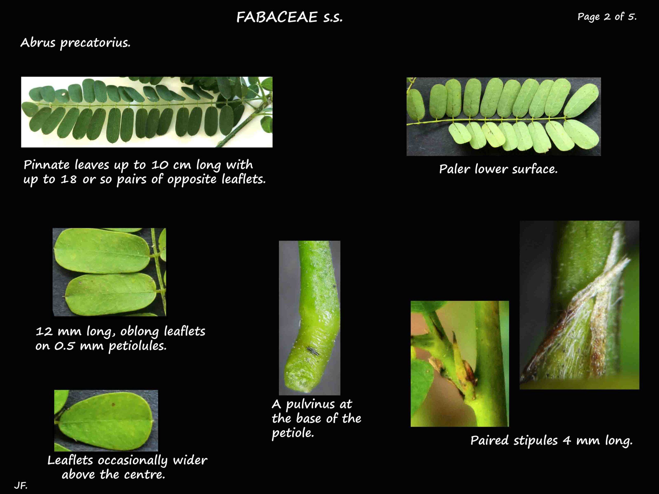 Abrus precatorius - Botany Brisbane