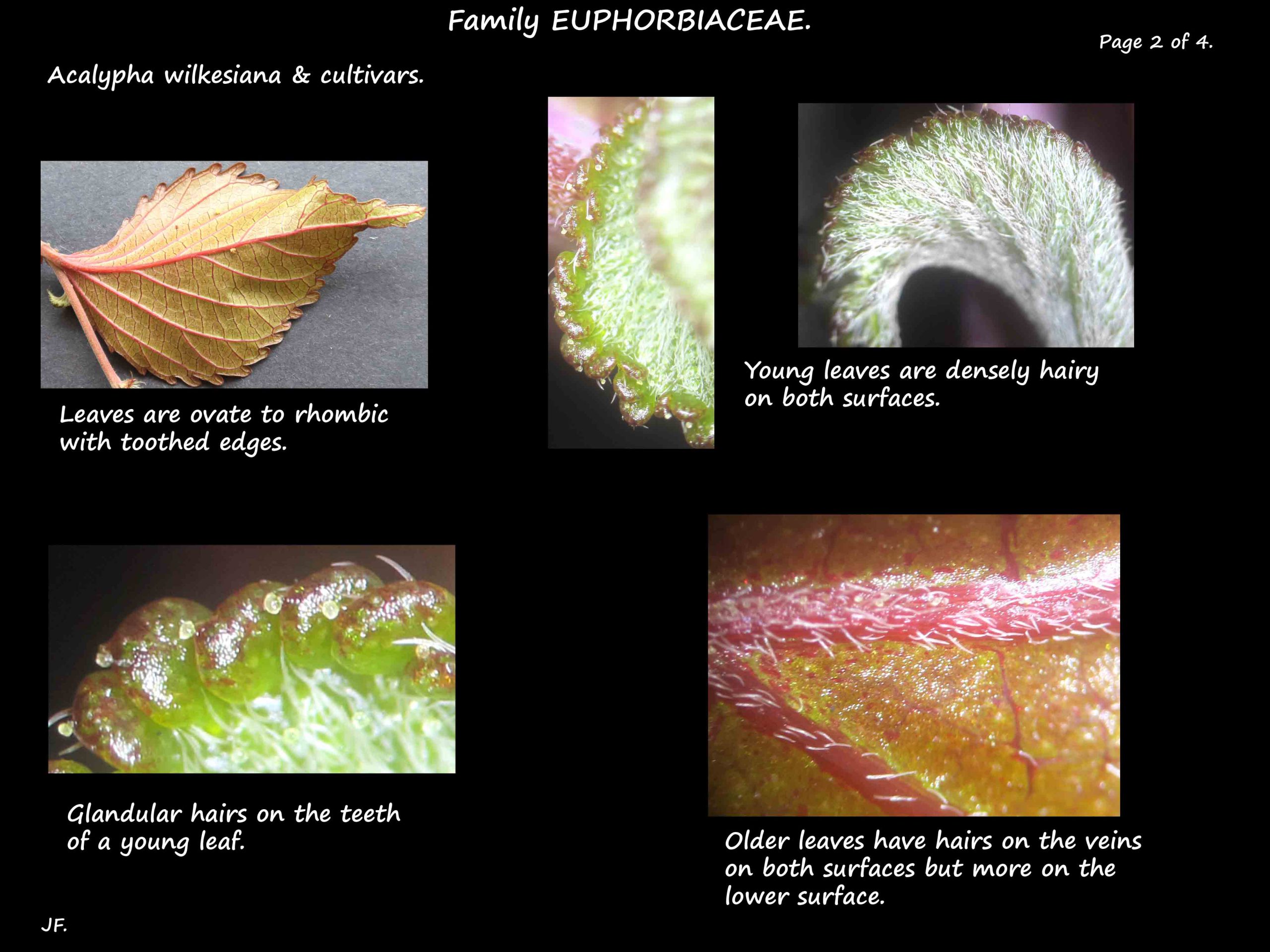 Acalypha wilkesiana - Botany Brisbane