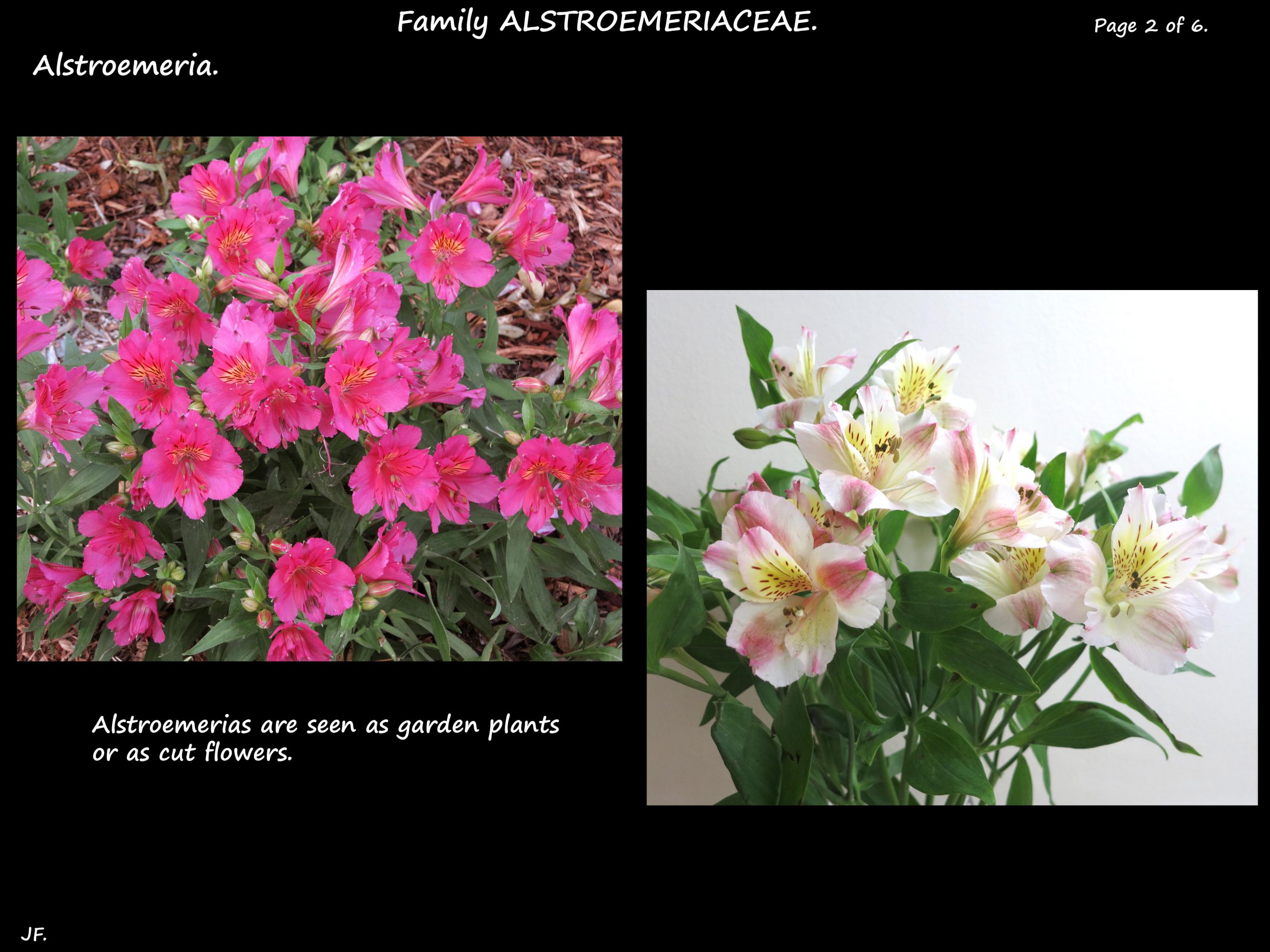 Alstroemeriaceae - Botany Brisbane