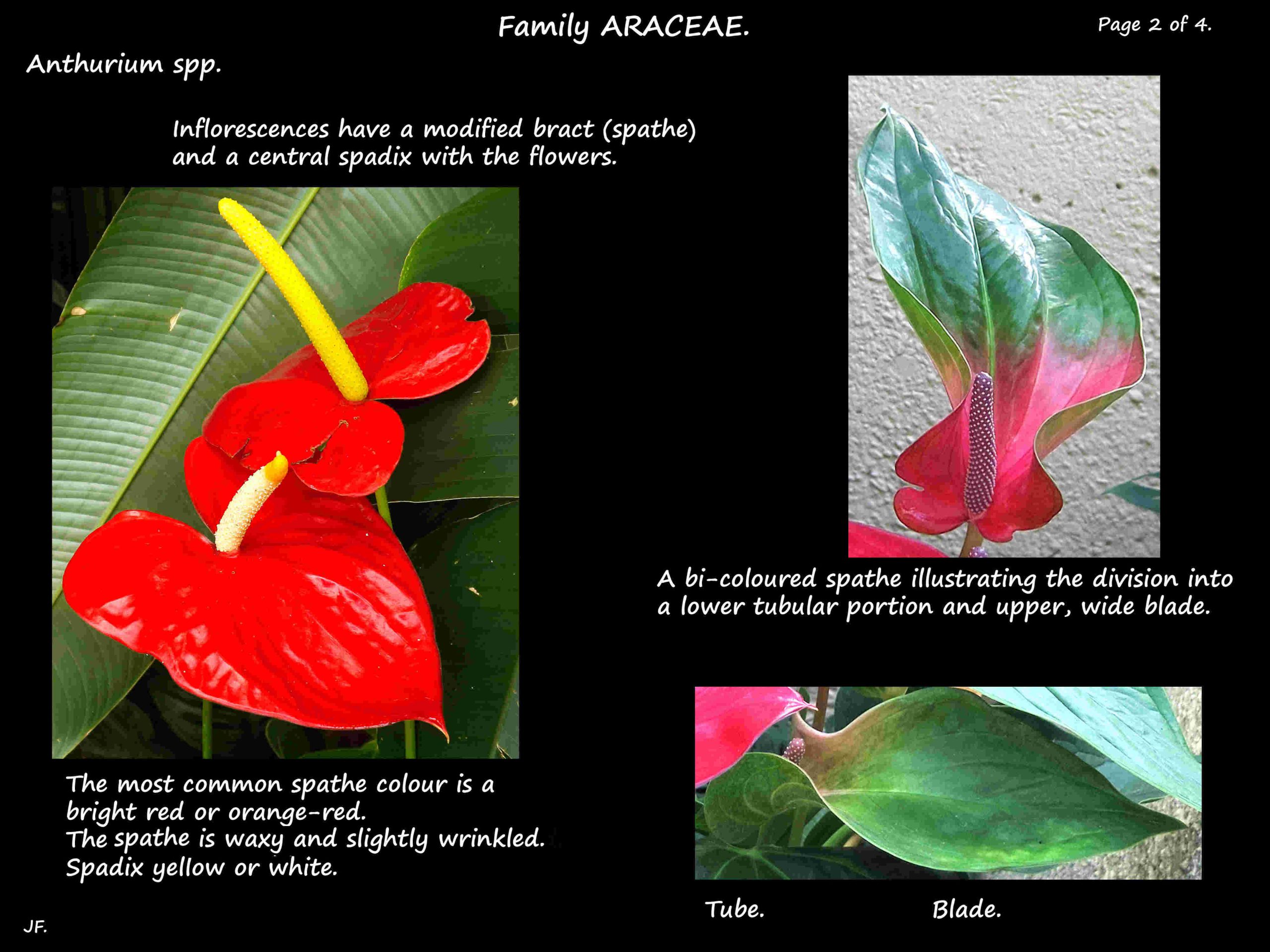 Anthurium - Botany Brisbane