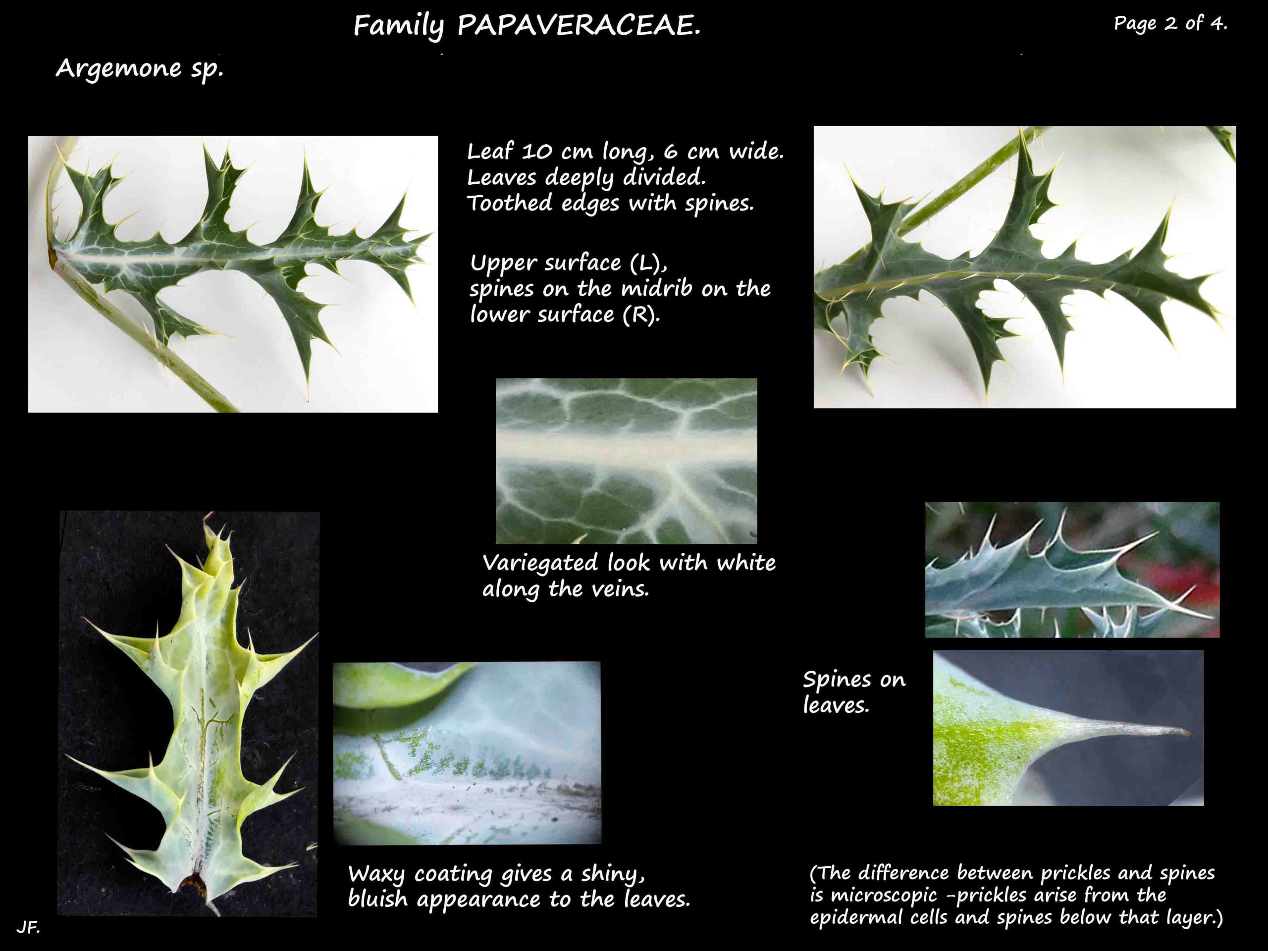 Argemone - Botany Brisbane