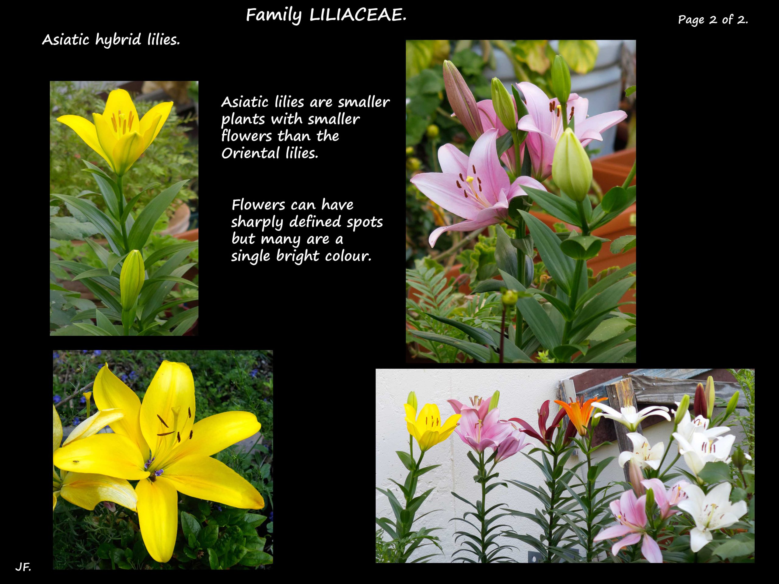 Asiatic & Oriental lilies - Botany Brisbane