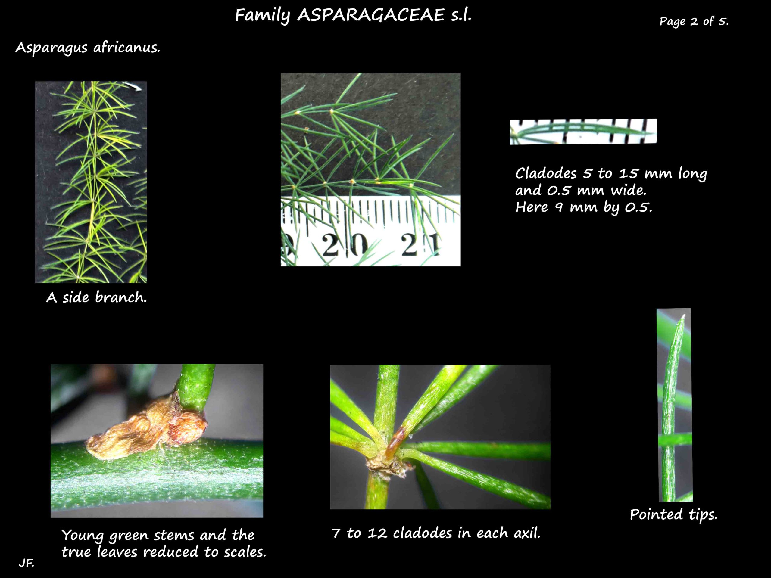 Asparagus africanus - Botany Brisbane