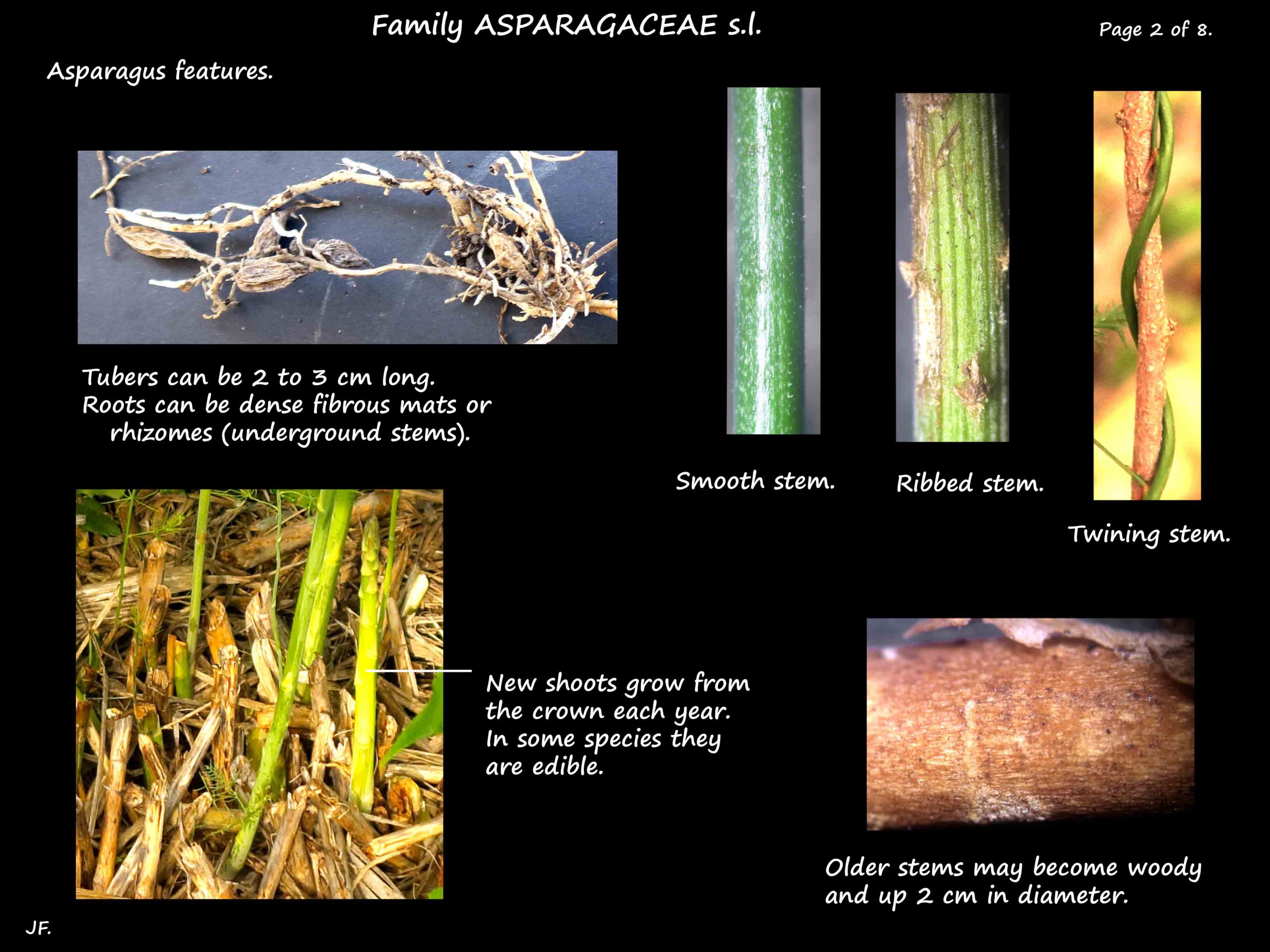 Asparagus - Botany Brisbane