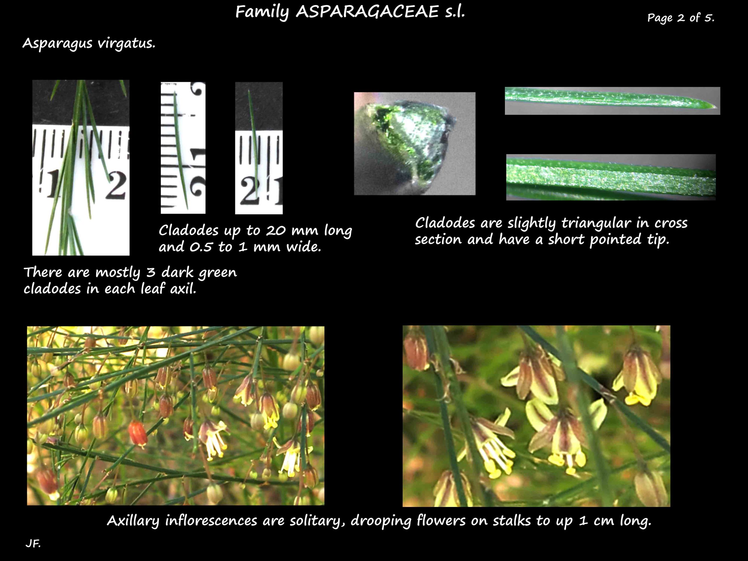 Asparagus virgatus - Botany Brisbane