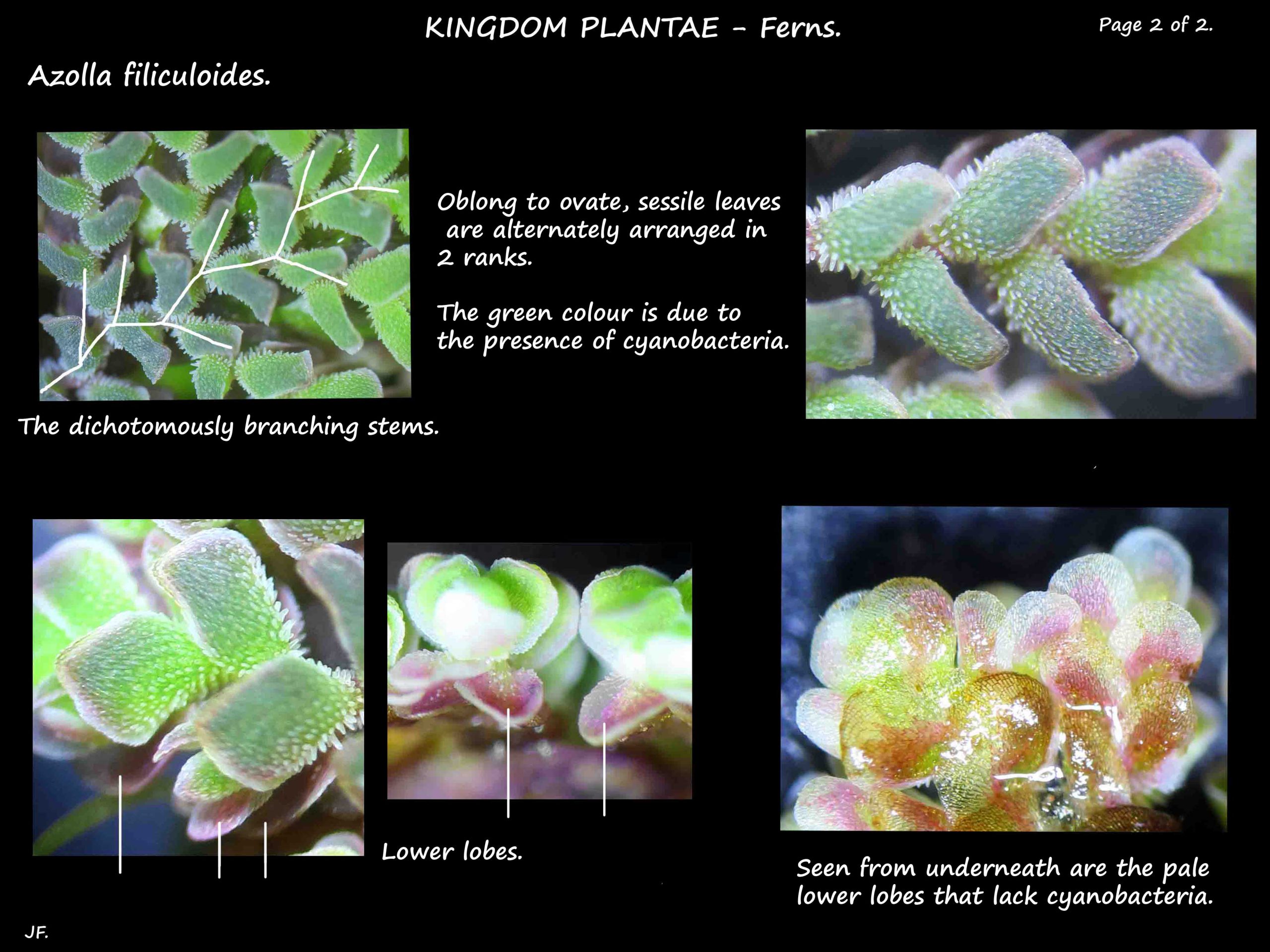 Azolla - Botany Brisbane