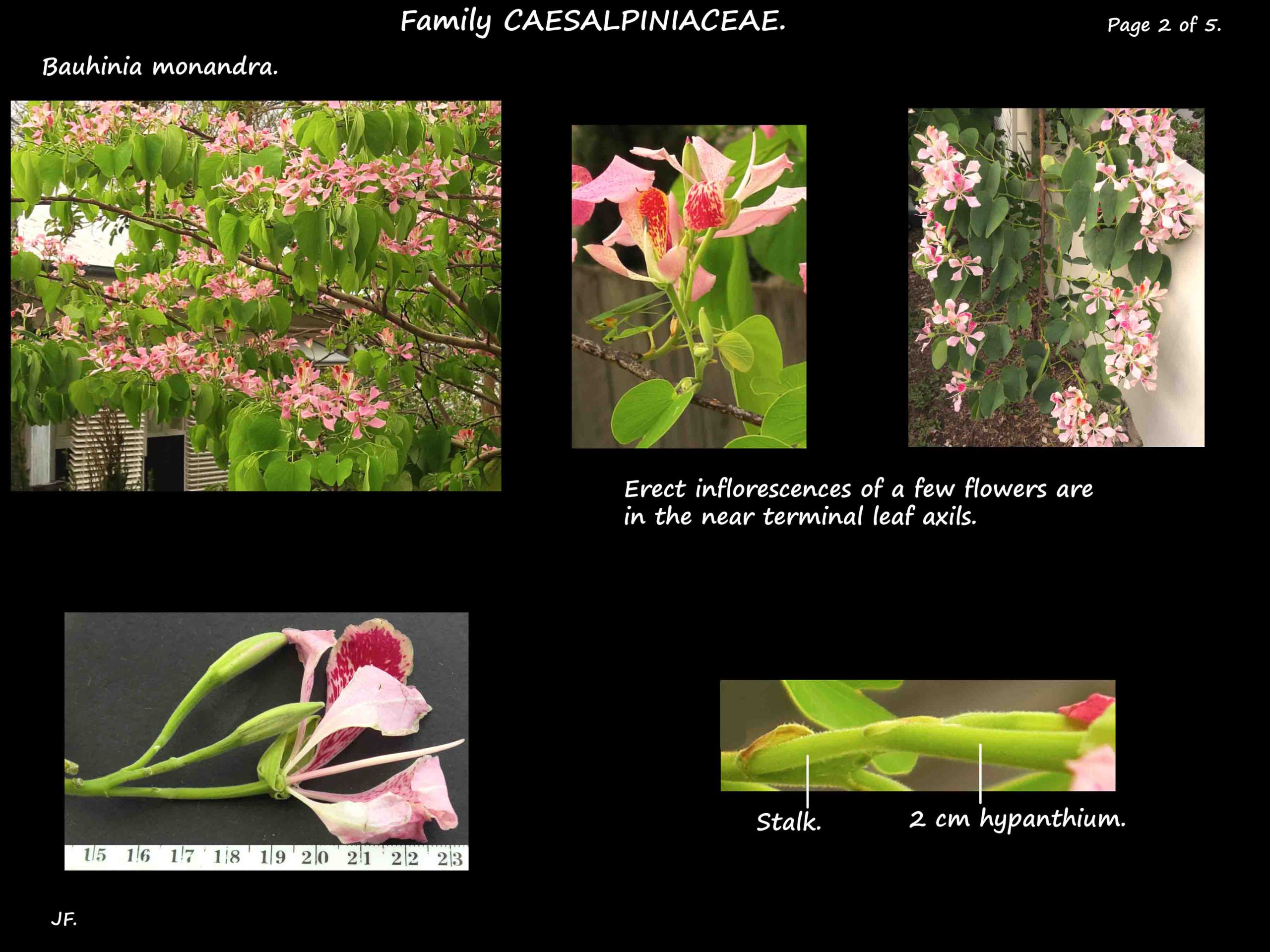 Bauhinia monandra - Botany Brisbane